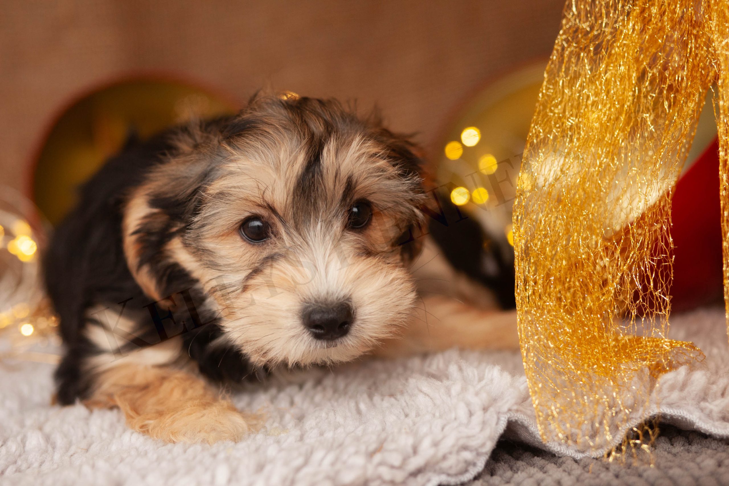 Incredible Morkies – Kellys Kennels