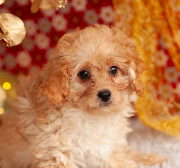 Unique CavaPooChons – Kellys Kennels