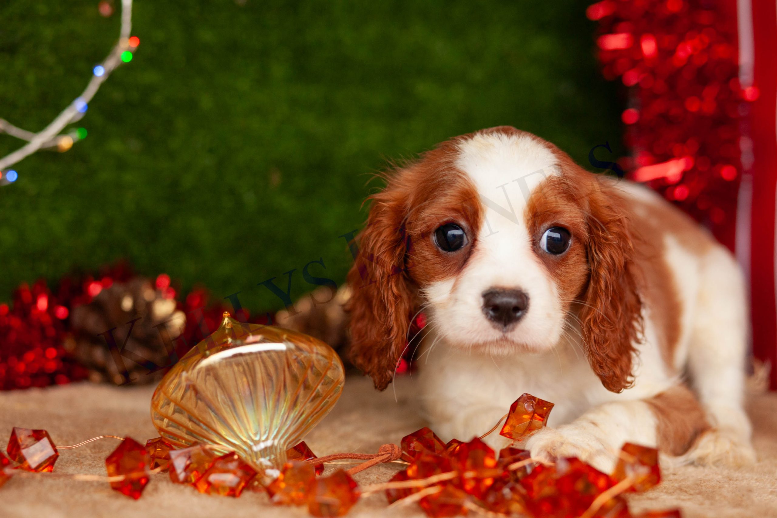 Cavalier King Charles Spaniel – Kellys Kennels