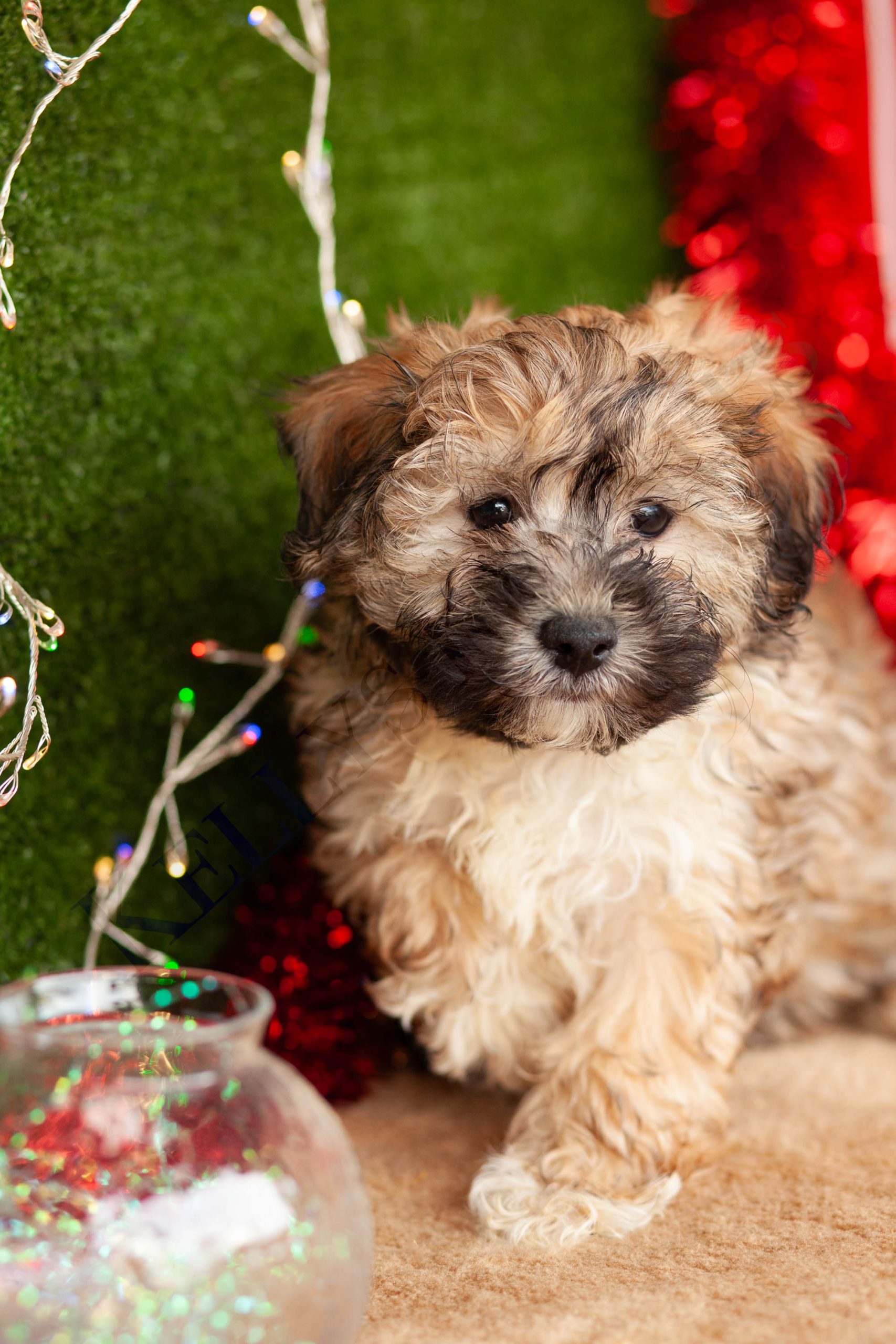 Fabulous PomTese – Kellys Kennels