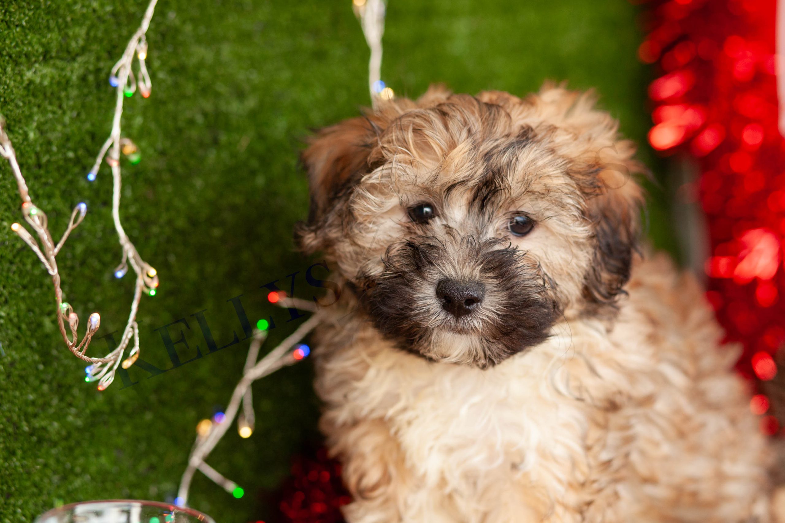 Fabulous PomTese – Kellys Kennels