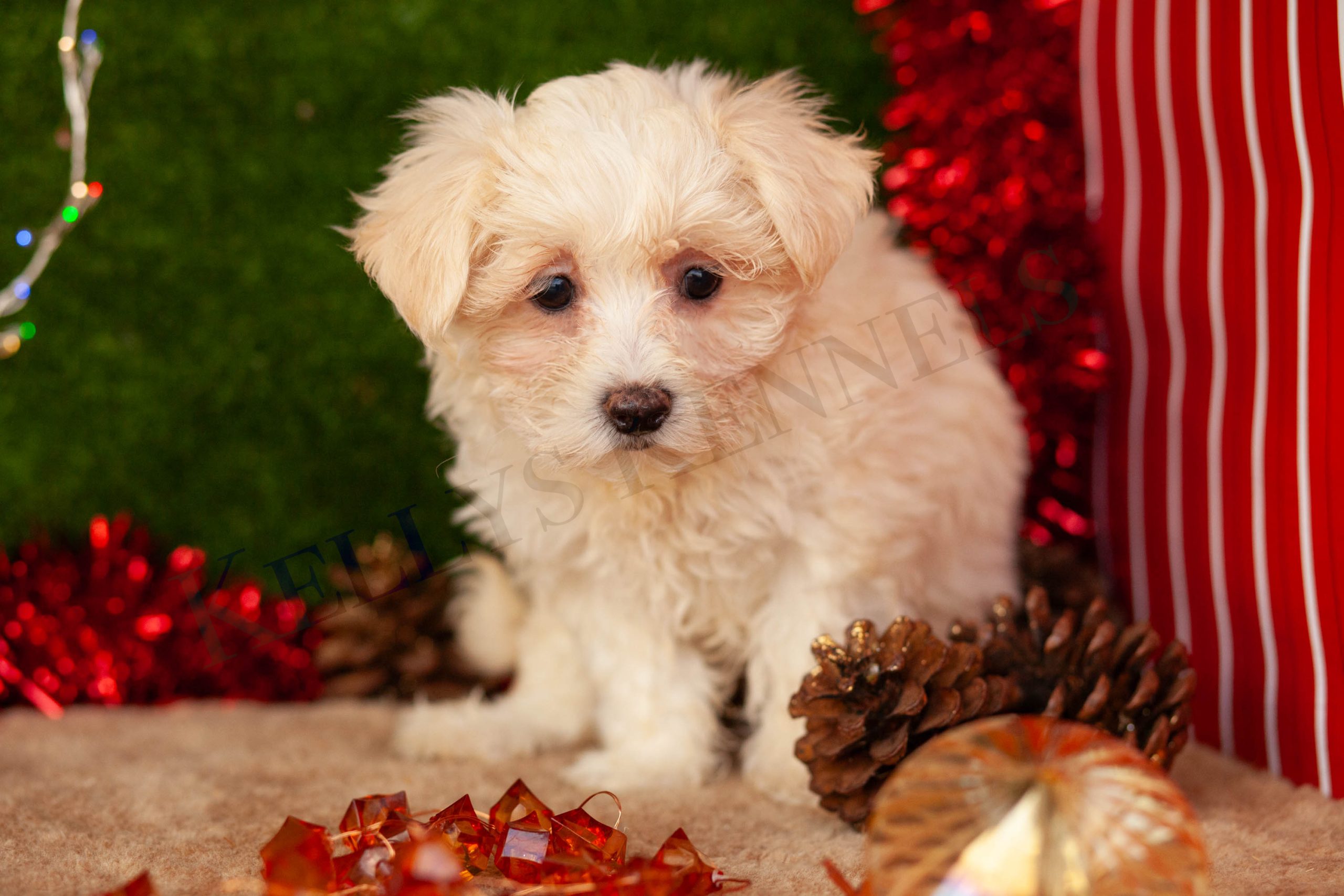 Fabulous PomTese – Kellys Kennels