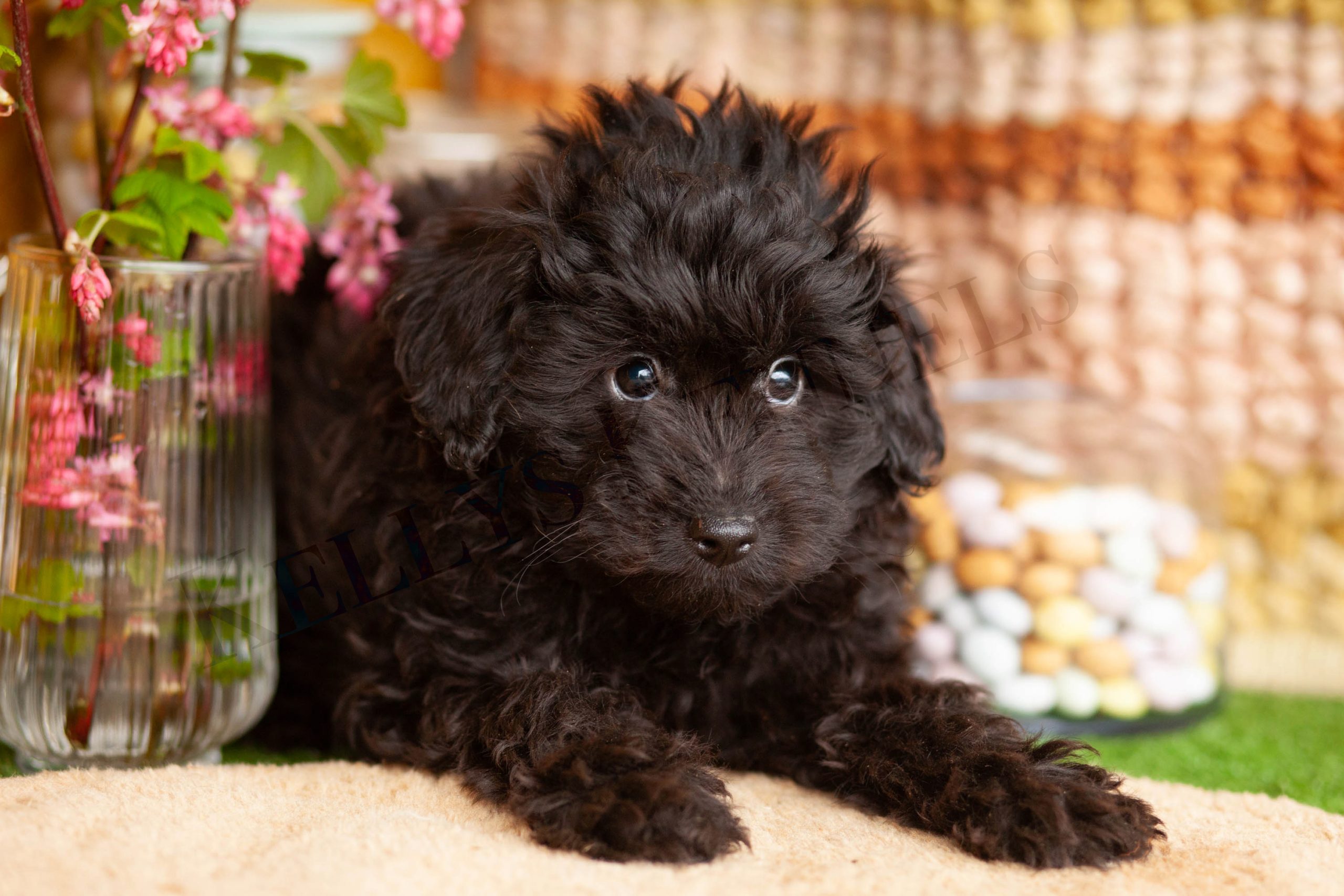 Gorgeous Poma-Poos – Kellys Kennels