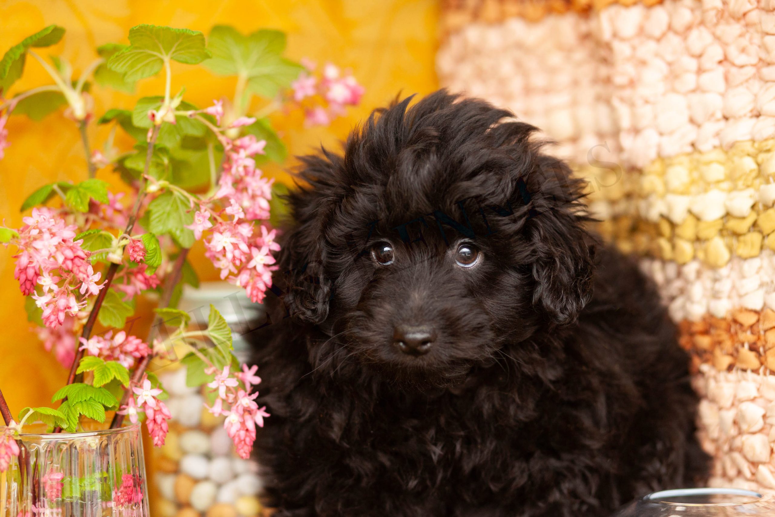 Gorgeous Poma-Poos – Kellys Kennels