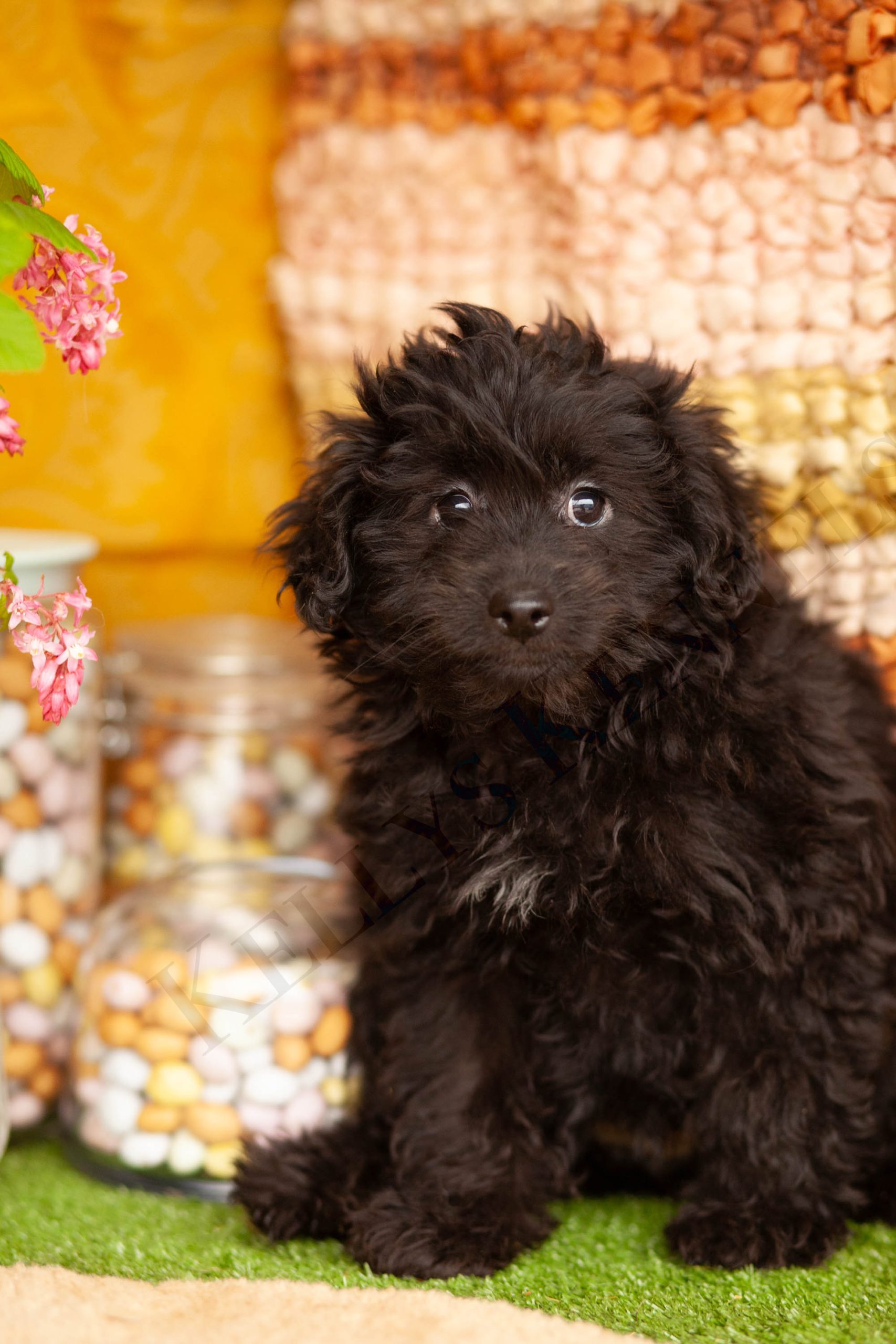 Gorgeous Poma-Poos – Kellys Kennels