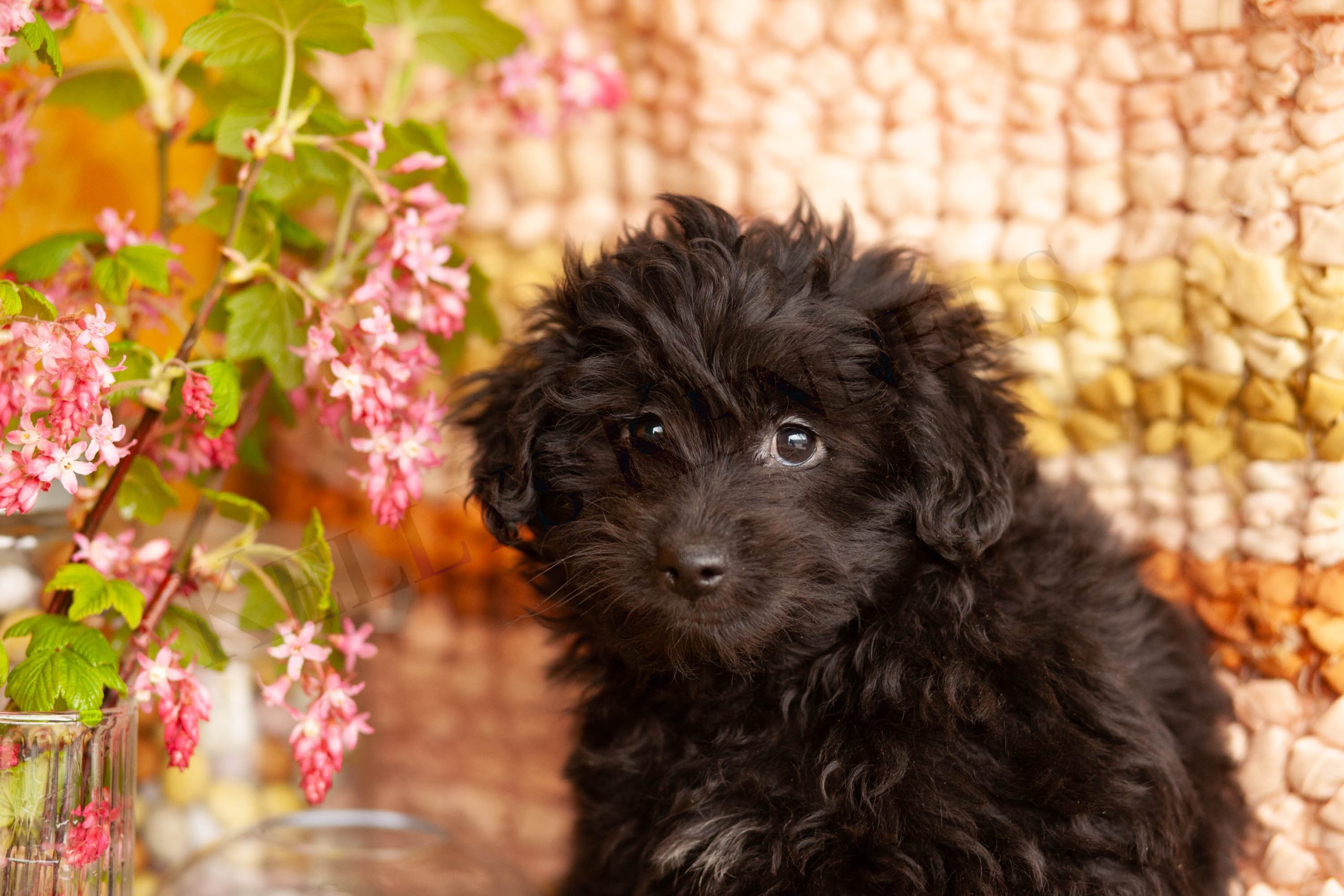 Gorgeous Poma-Poos – Kellys Kennels