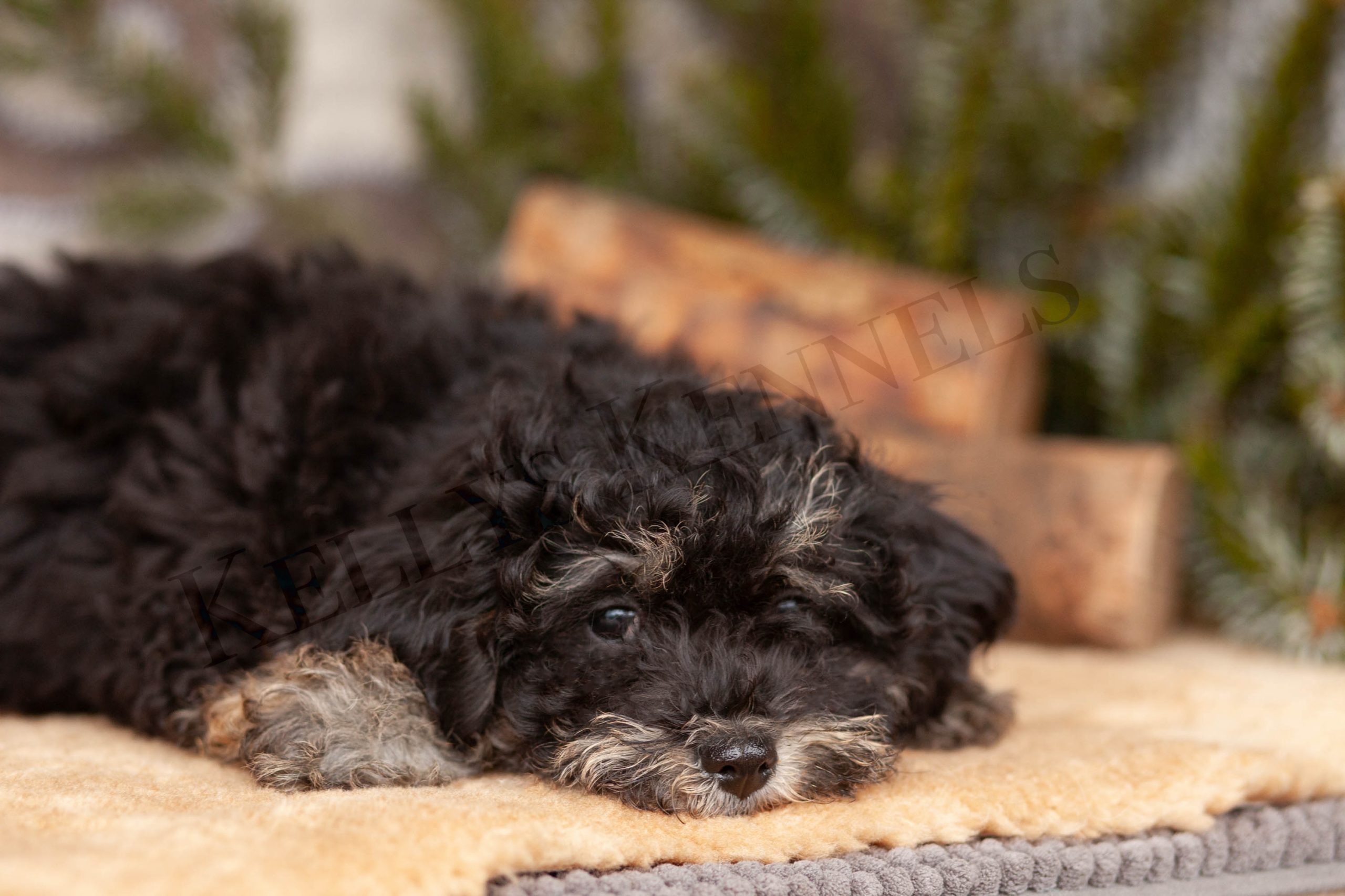 Incredible Morkies – Kellys Kennels
