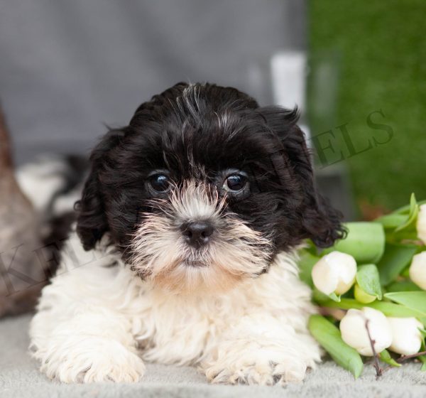 Incredible ShiPoos – Kellys Kennels