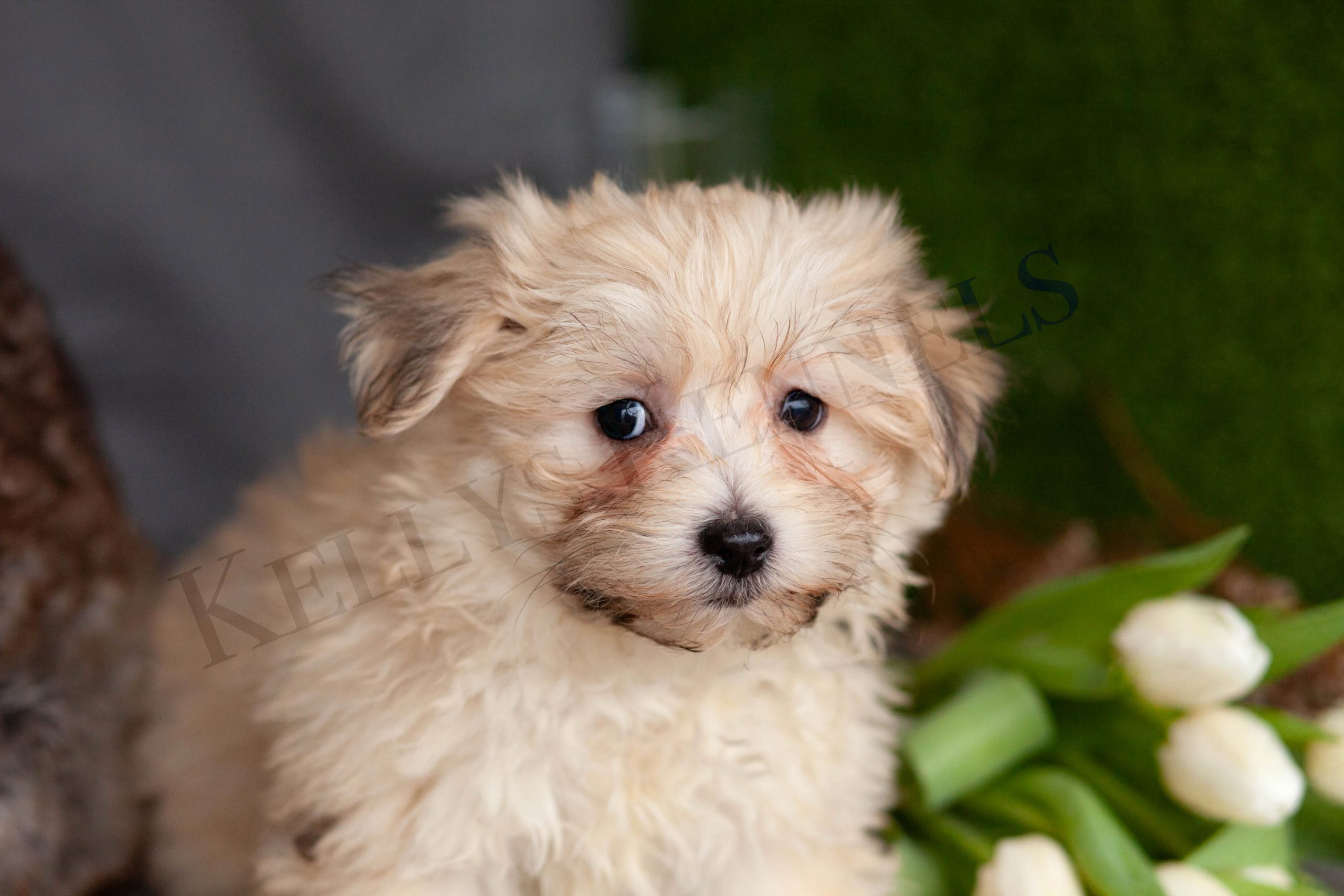 Fabulous PomTese – Kellys Kennels