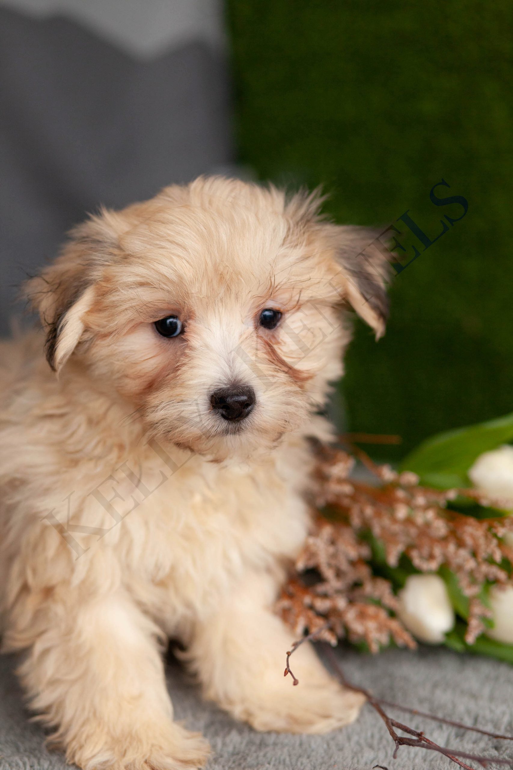 Fabulous PomTese – Kellys Kennels