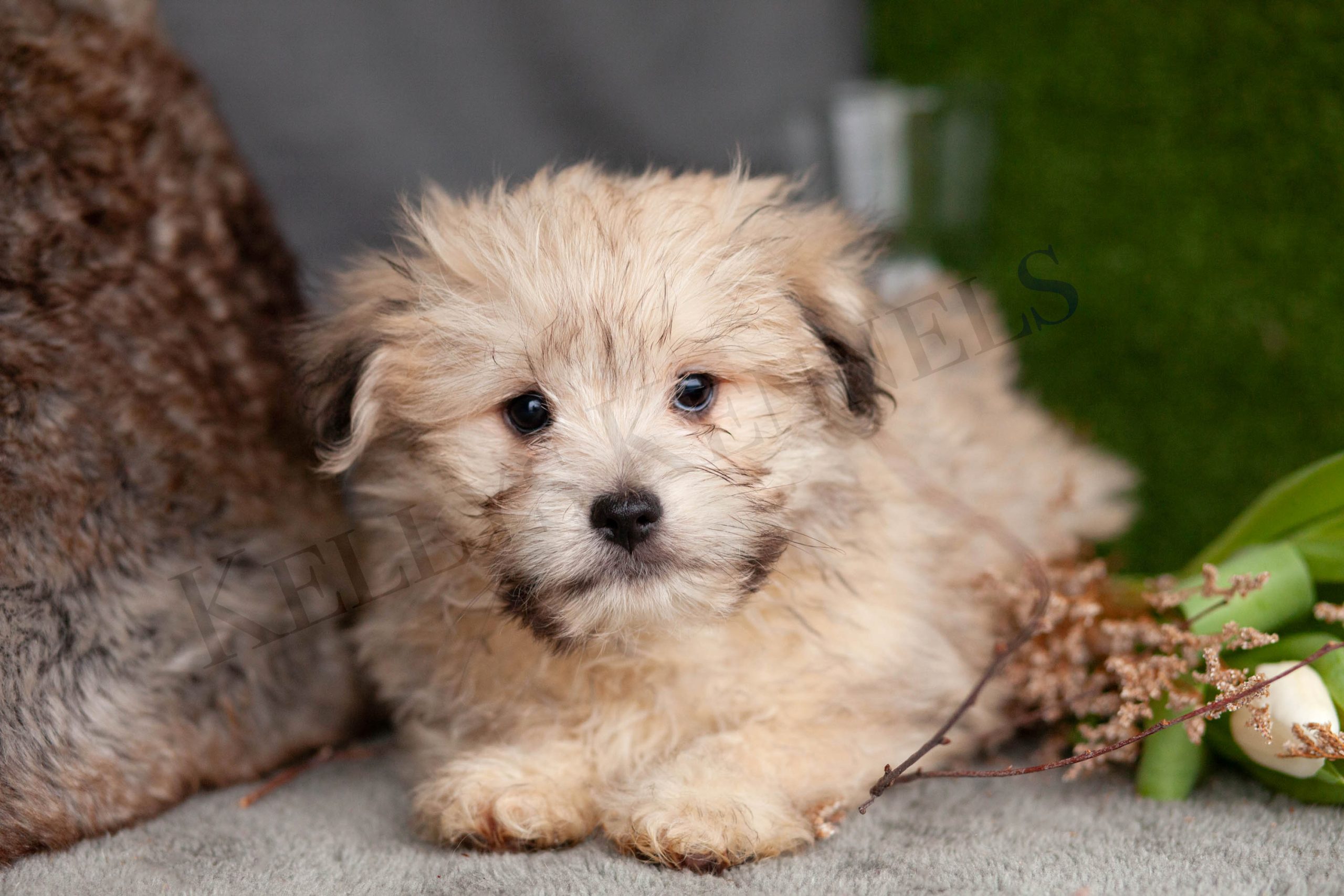 Fabulous PomTese – Kellys Kennels