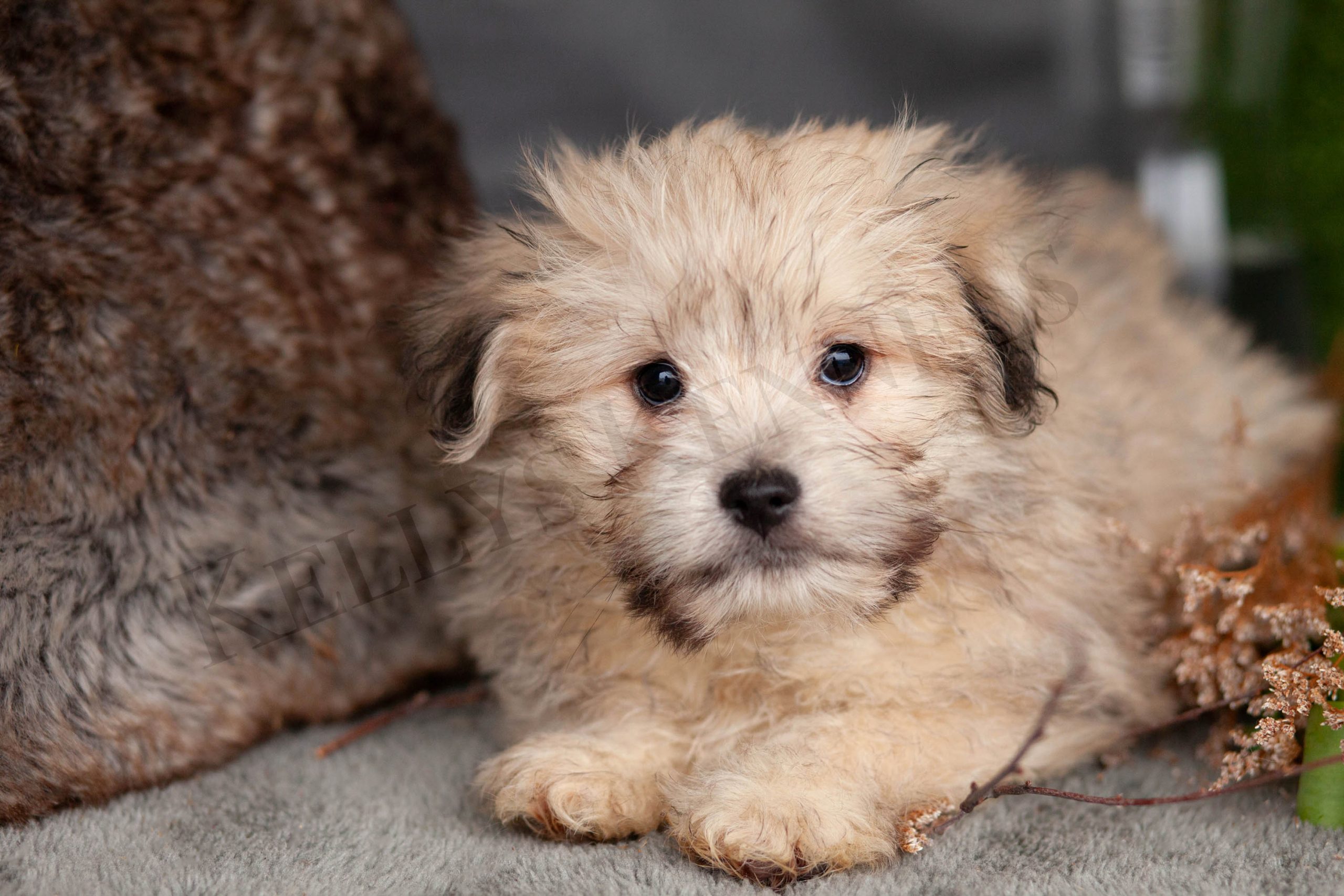 Fabulous PomTese – Kellys Kennels
