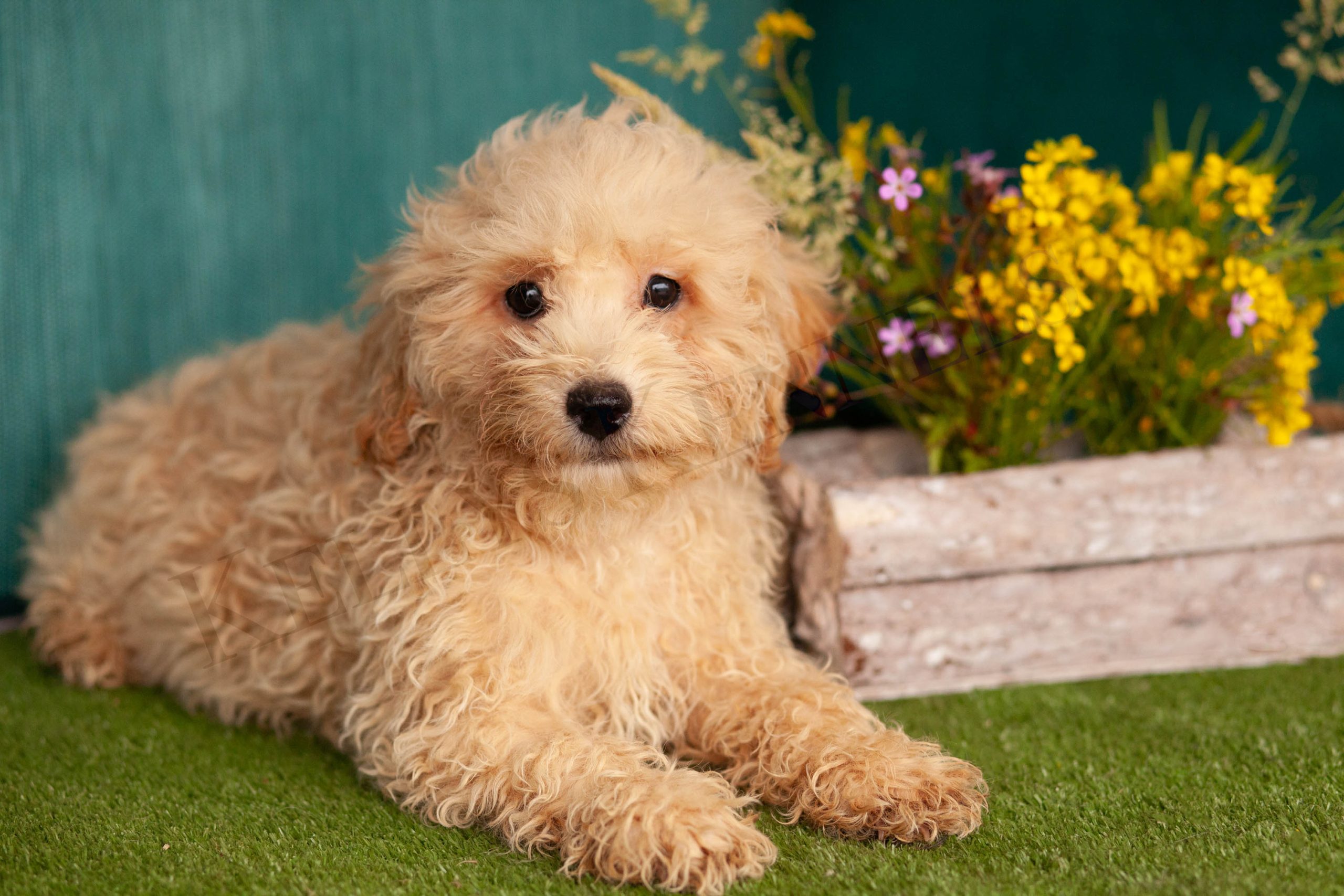 Fluffy Poochons – Kellys Kennels