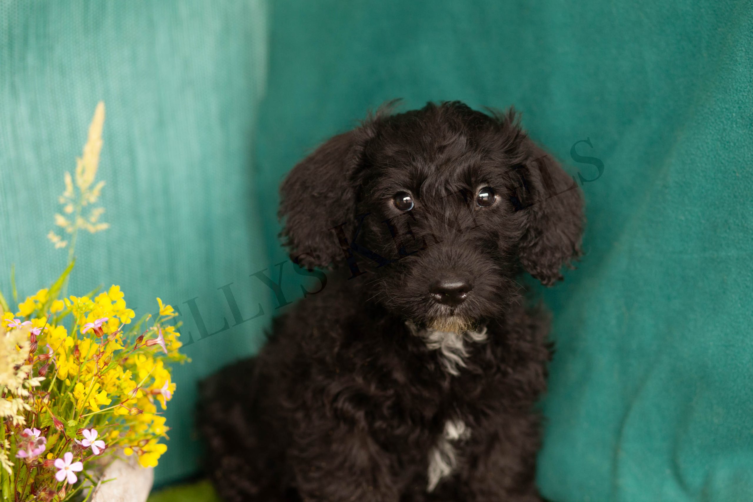 ScottiePoo Puppies – Kellys Kennels