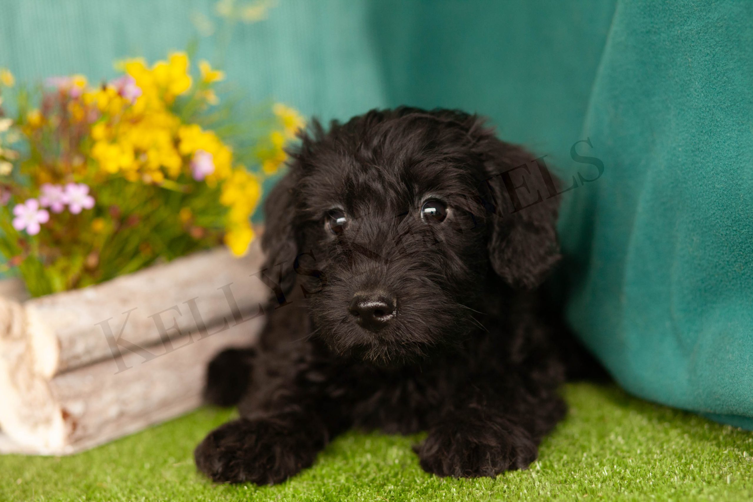 ScottiePoo Puppies – Kellys Kennels