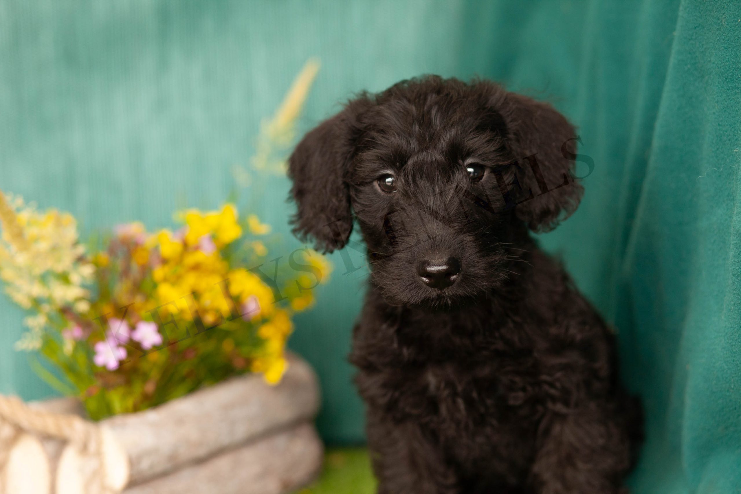 ScottiePoo Puppies – Kellys Kennels