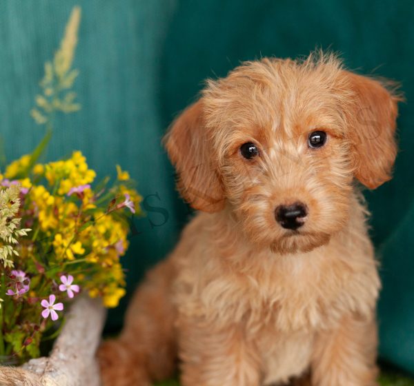 Poodle Cross Pups – Kellys Kennels
