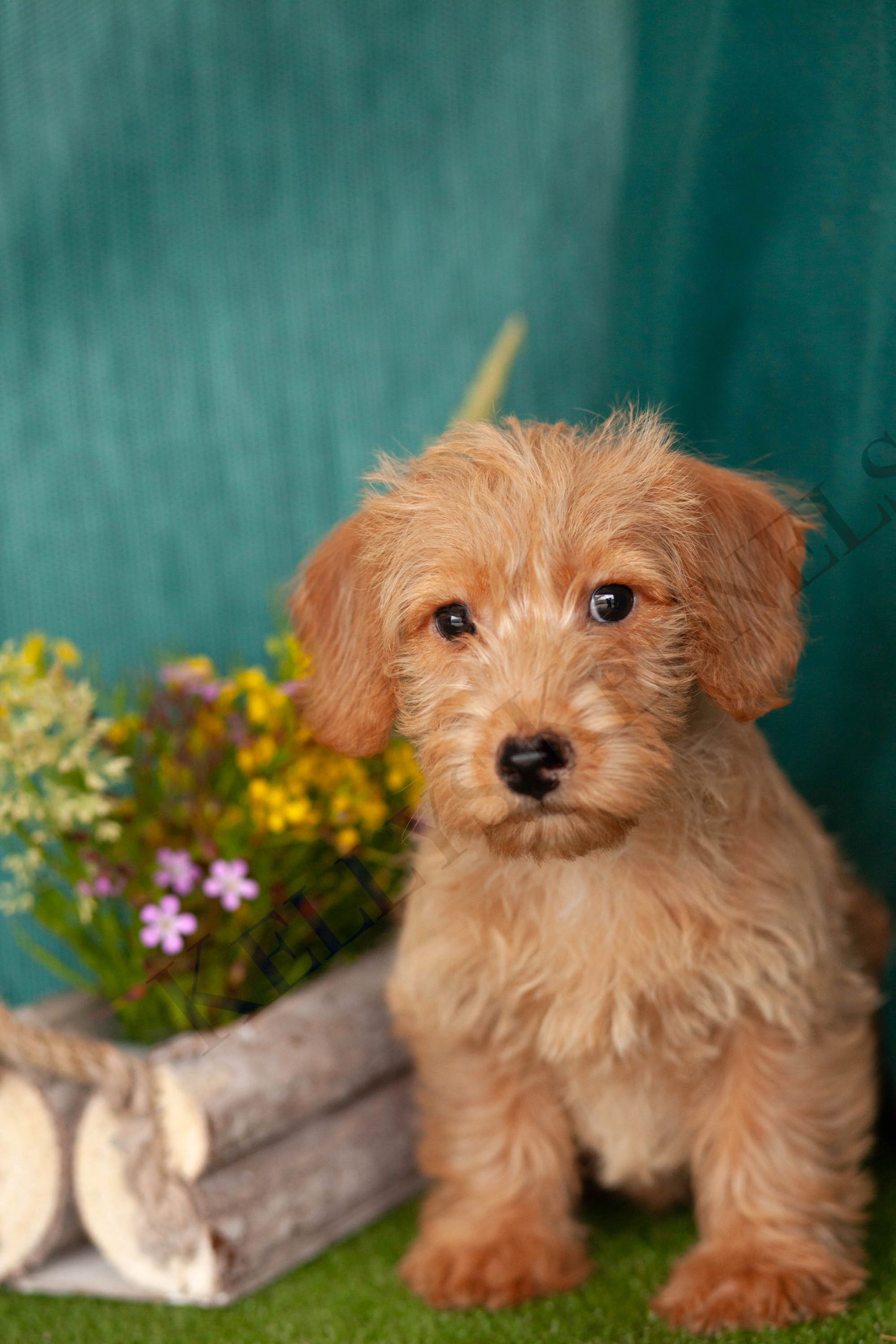 ScottiePoo Puppies – Kellys Kennels