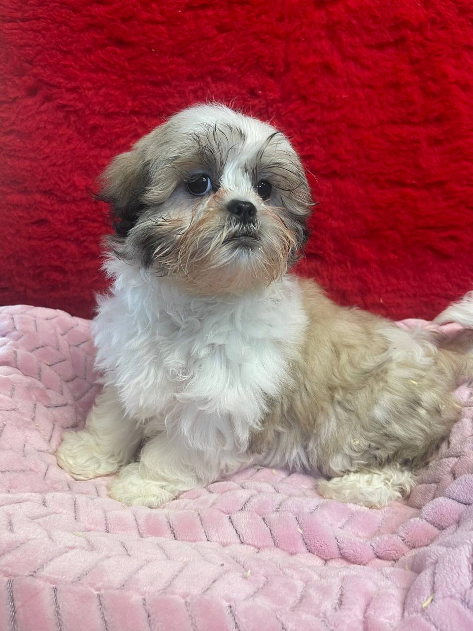 Older Pups (Price Reduced) – Kellys Kennels