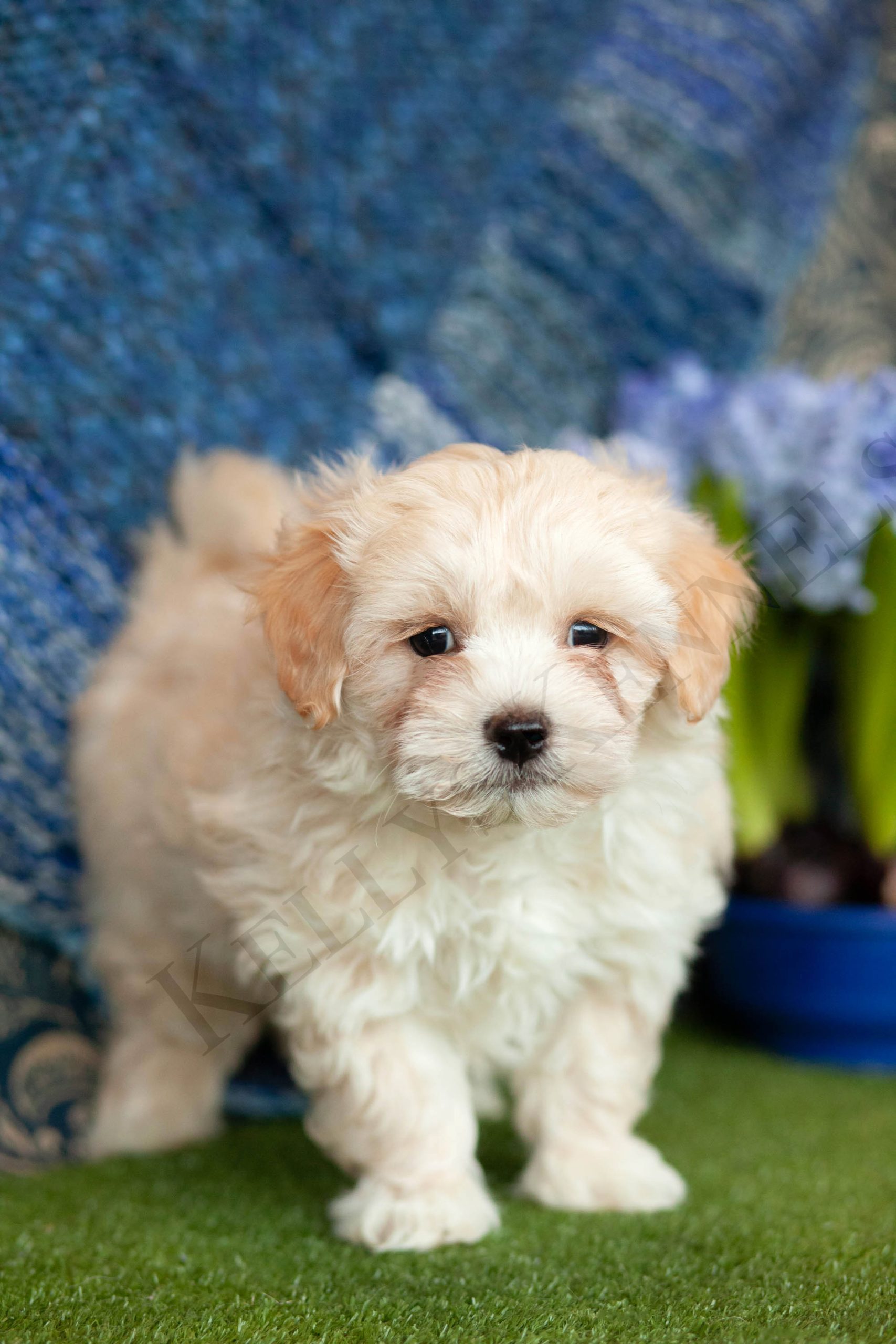 Fabulous PomTese – Kellys Kennels