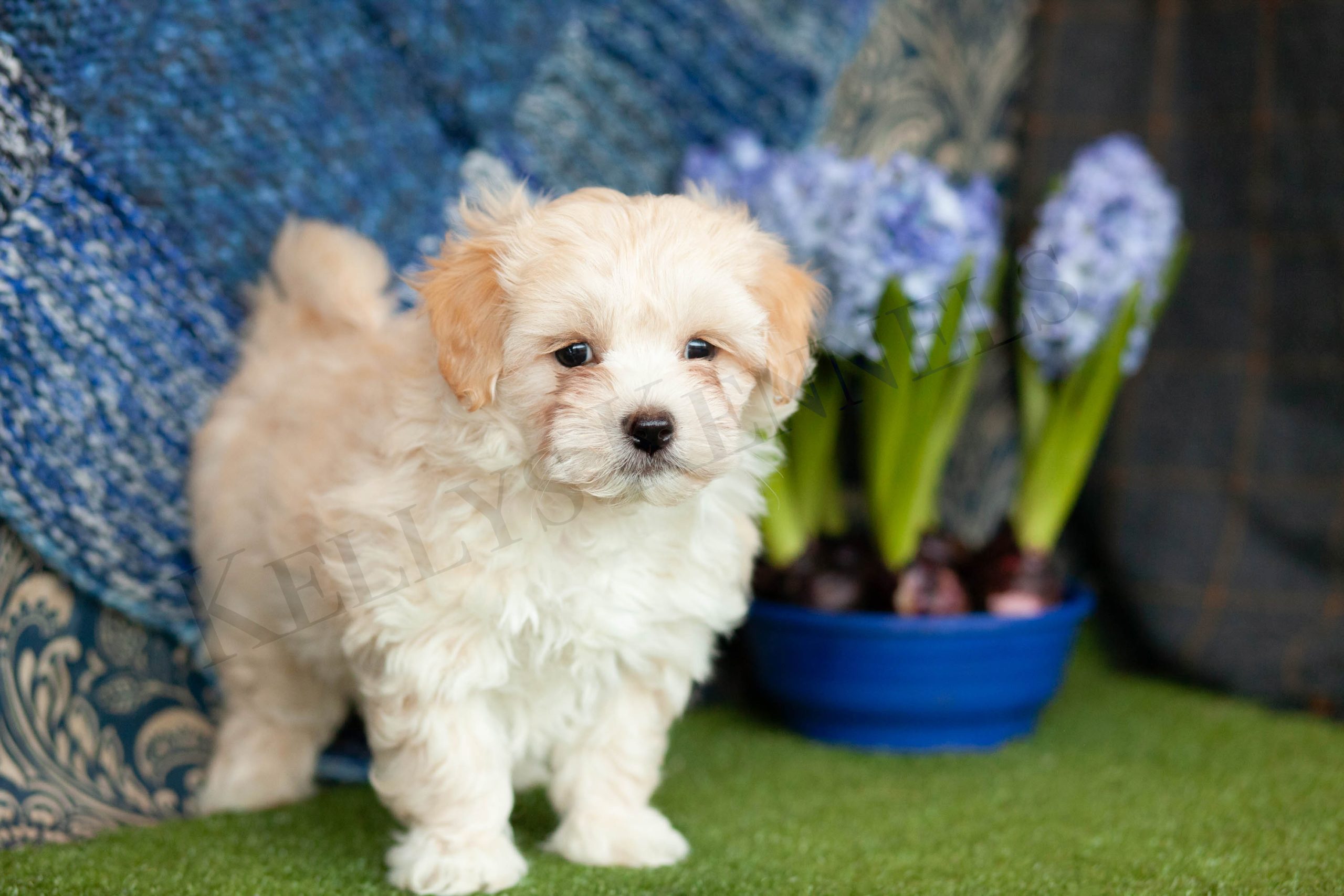 Fabulous PomTese – Kellys Kennels