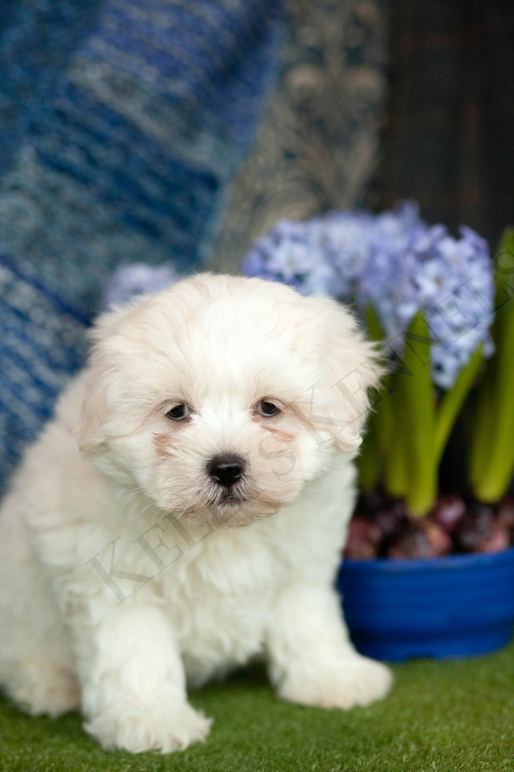 Fabulous PomTese – Kellys Kennels
