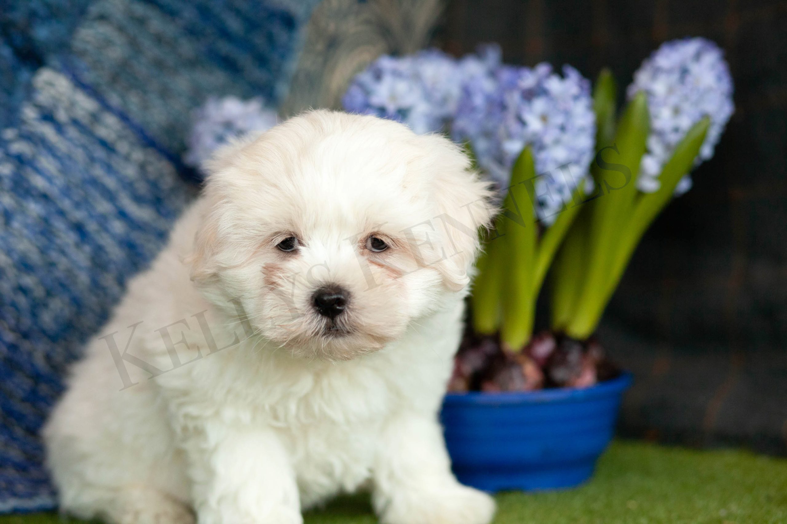 Fabulous PomTese – Kellys Kennels