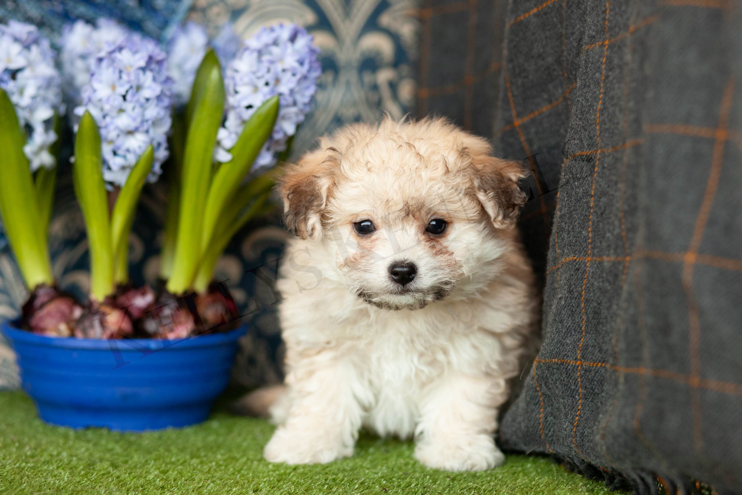 Fabulous PomTese – Kellys Kennels