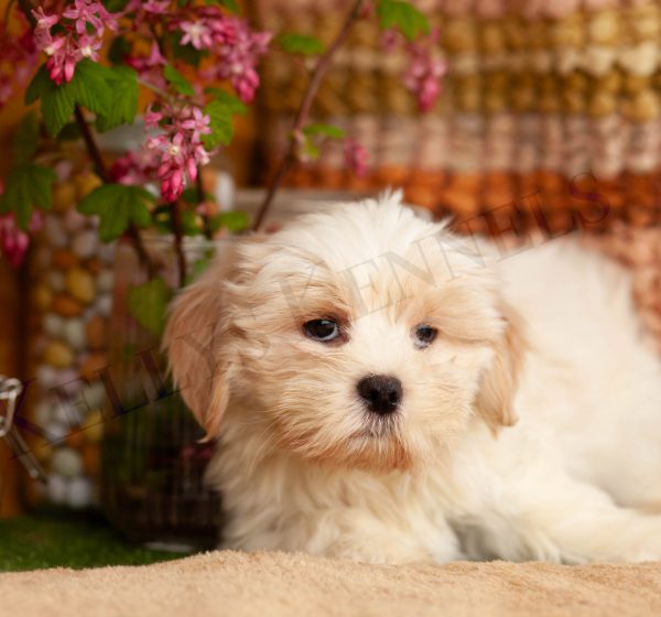 Incredible ShiPoos – Kellys Kennels