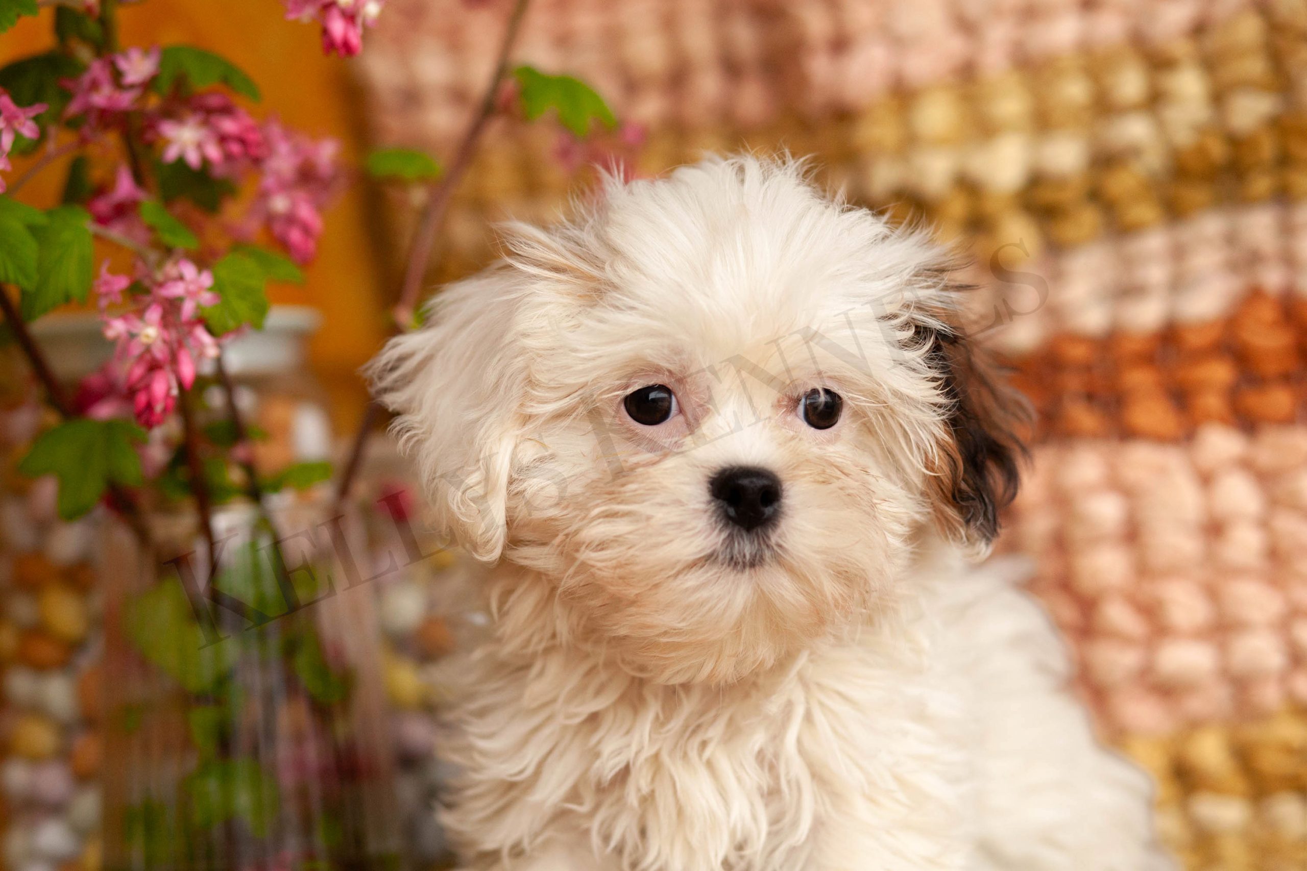 Incredible ShiPoos – Kellys Kennels