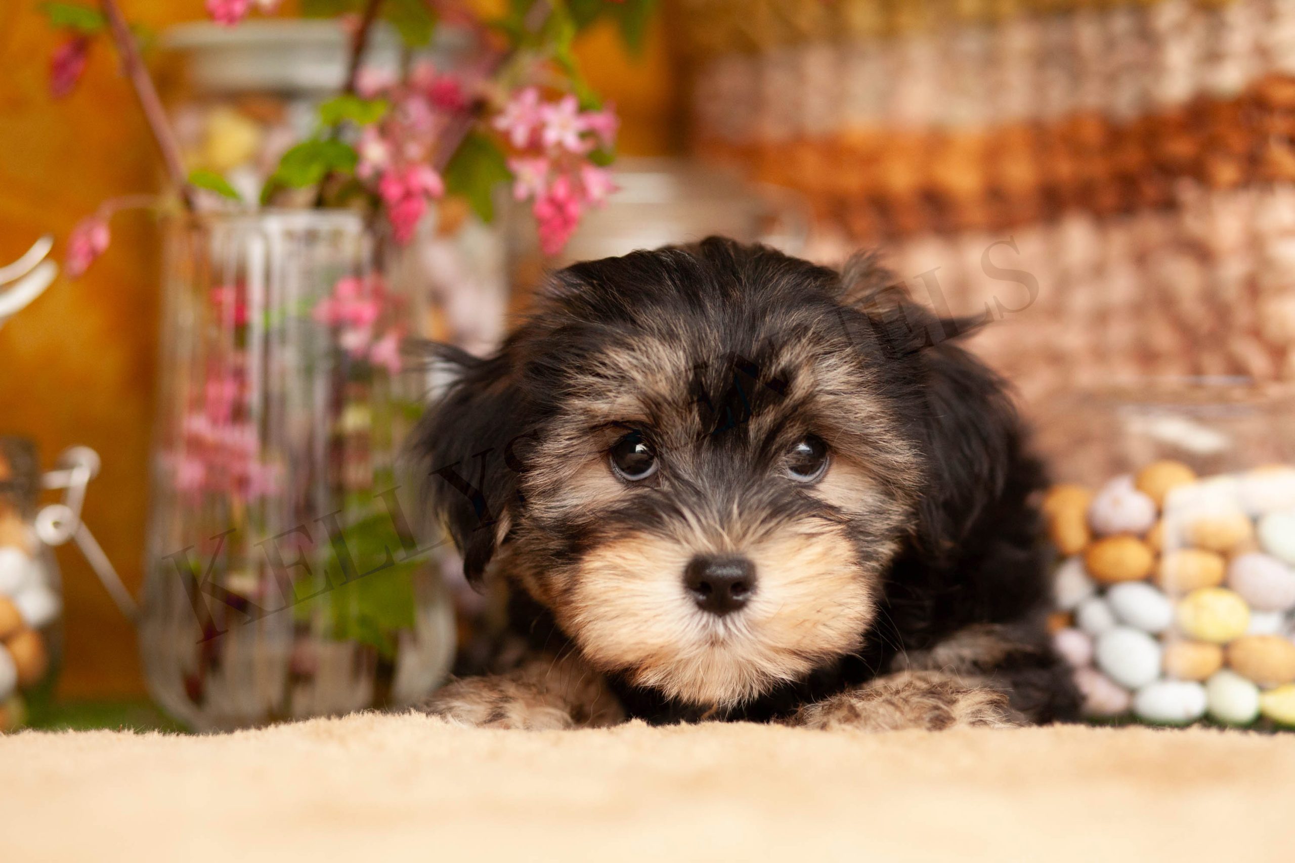 Incredible Morkies – Kellys Kennels