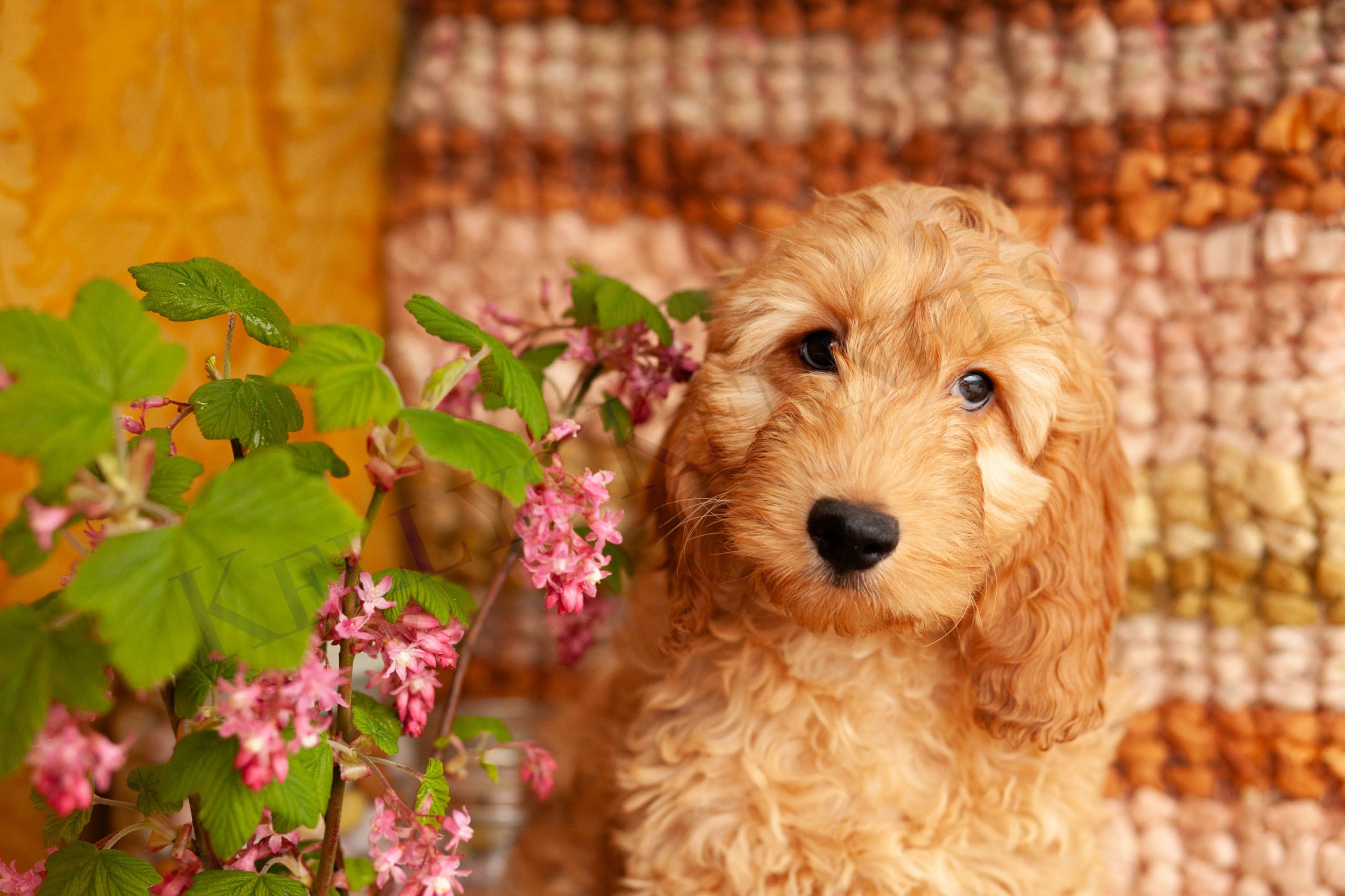 Cute F1 CockaPoos – Kellys Kennels