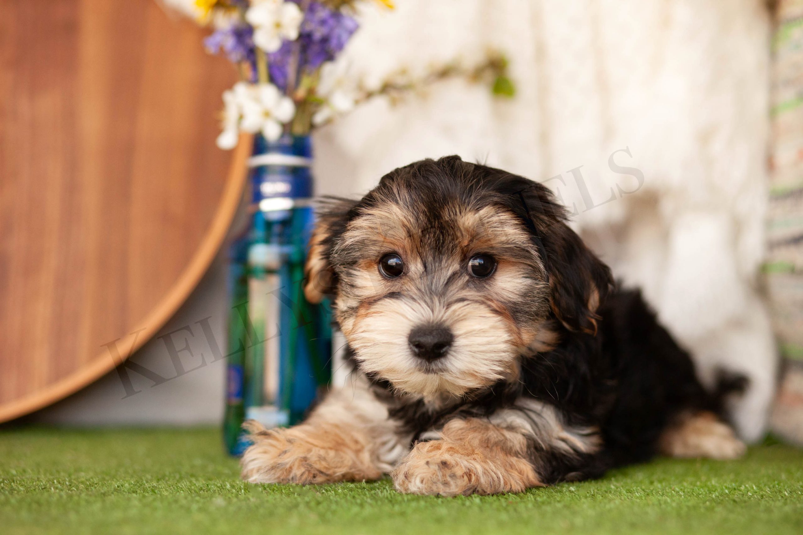 Incredible Morkies – Kellys Kennels