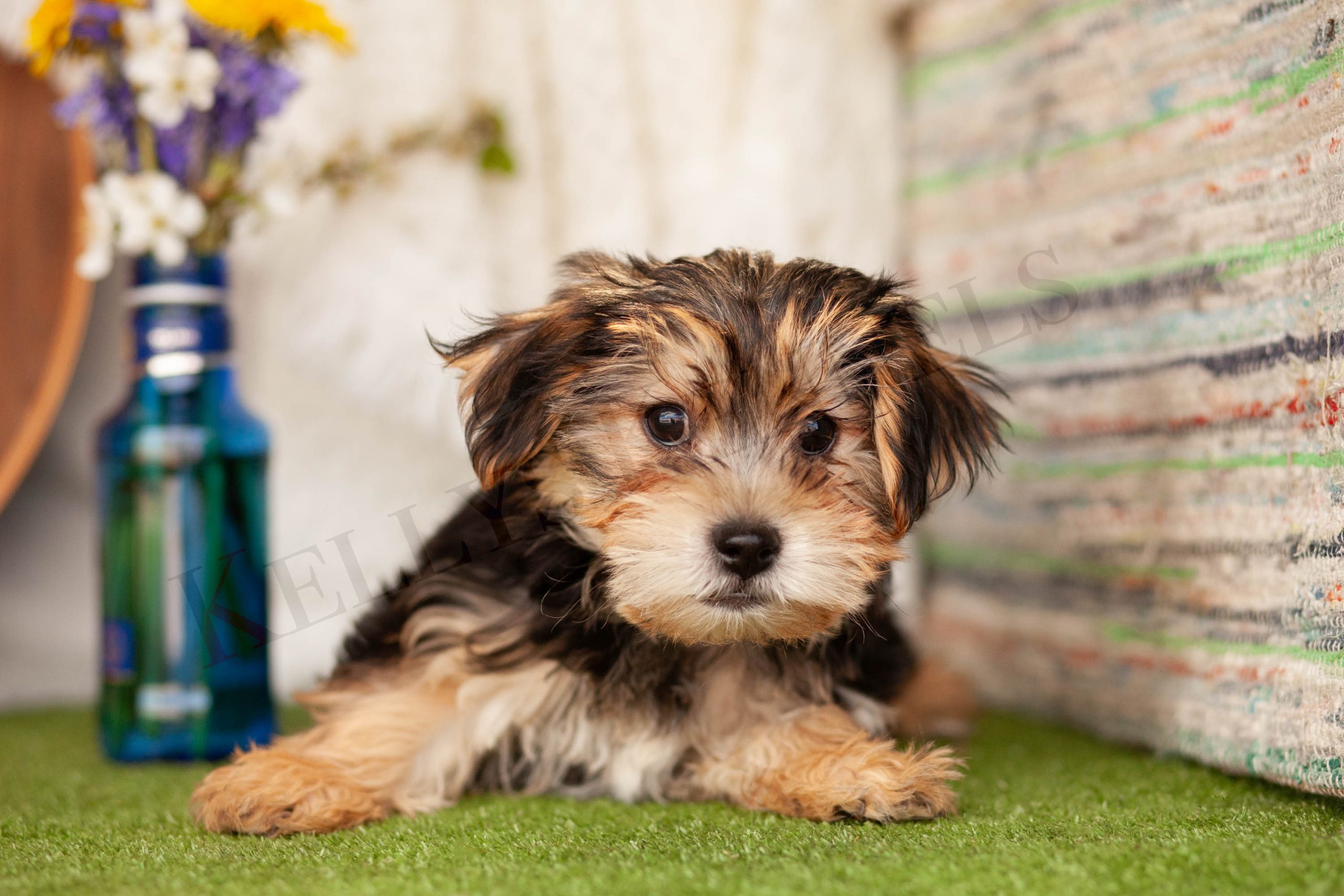 Incredible Morkies – Kellys Kennels