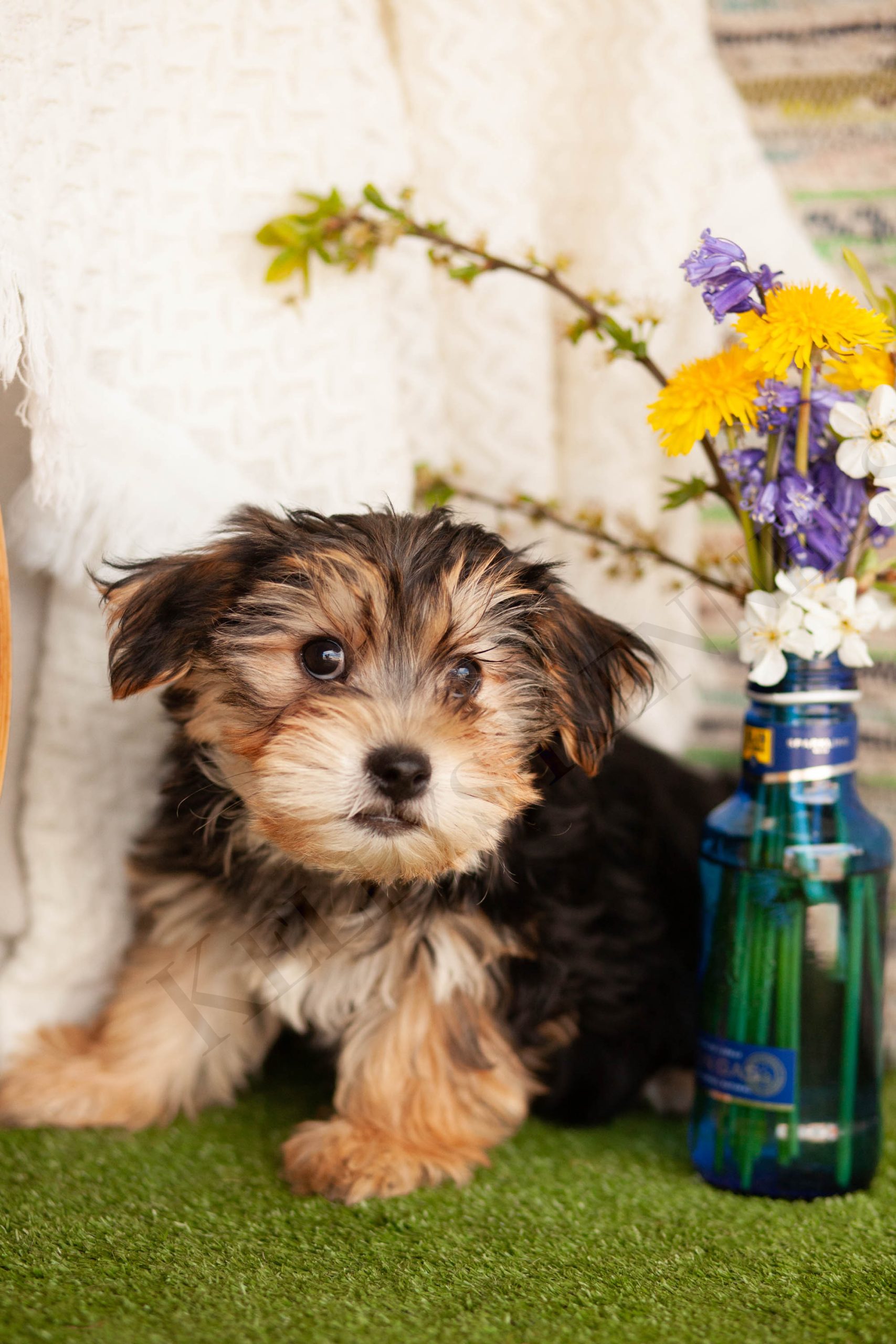 Incredible Morkies – Kellys Kennels