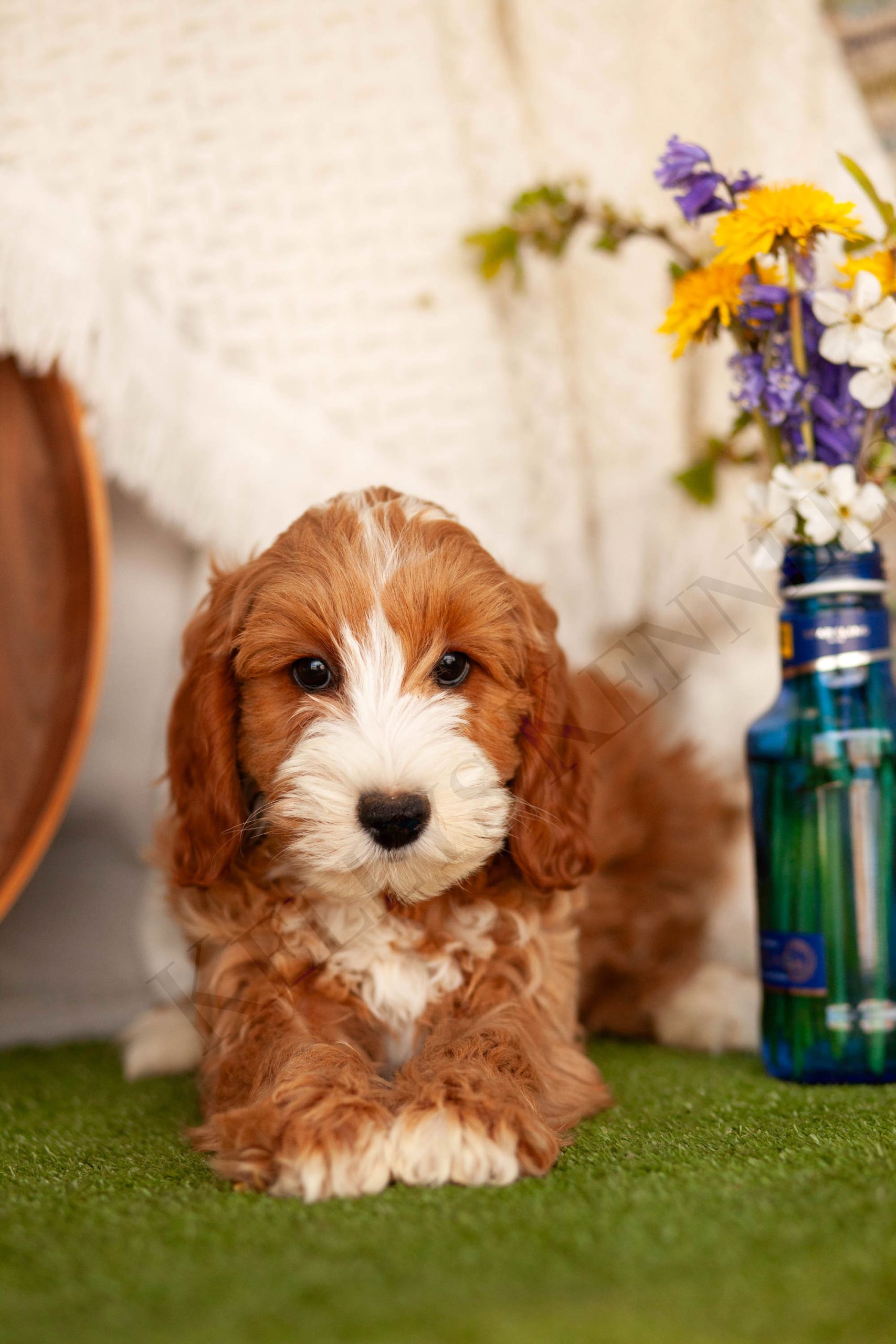 Cute F1 CockaPoos – Kellys Kennels