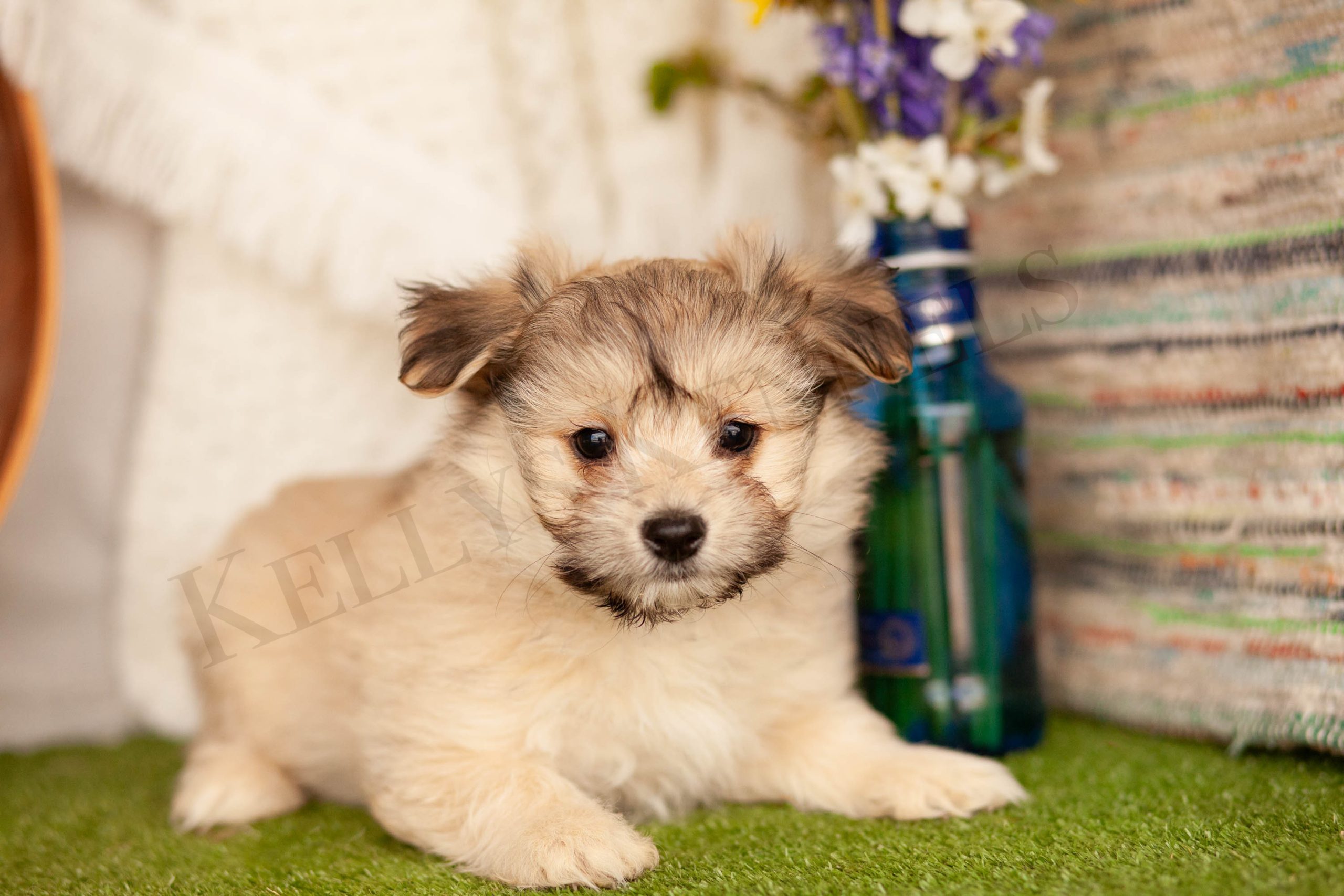 Fabulous PomTese – Kellys Kennels