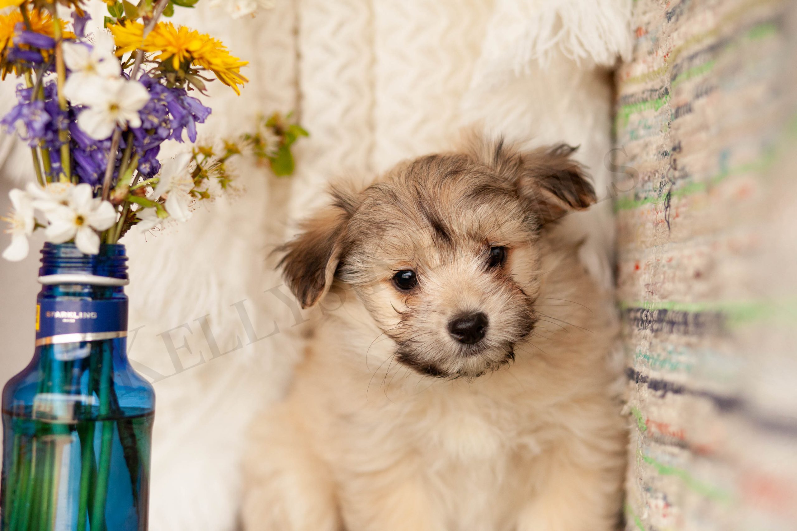 Fabulous PomTese – Kellys Kennels