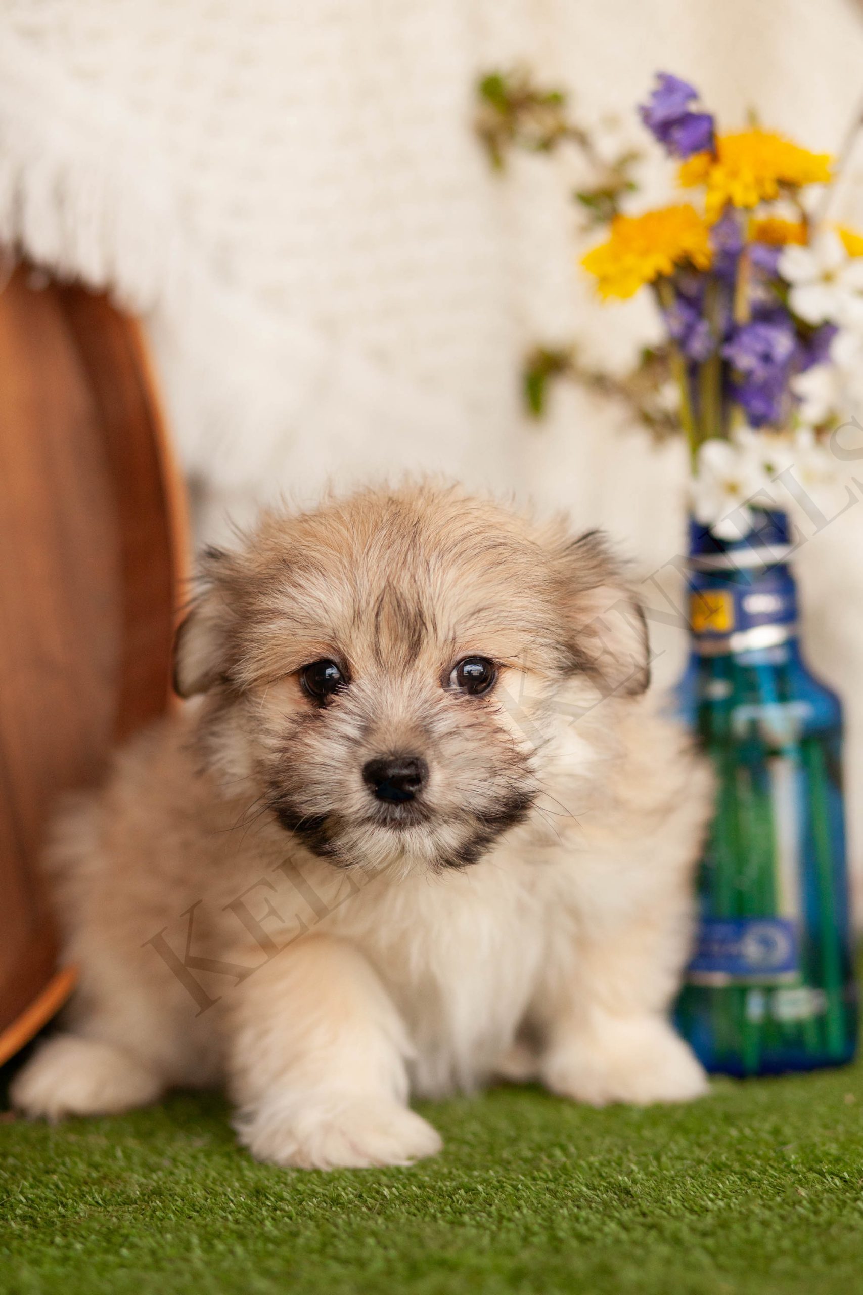 Fabulous PomTese – Kellys Kennels