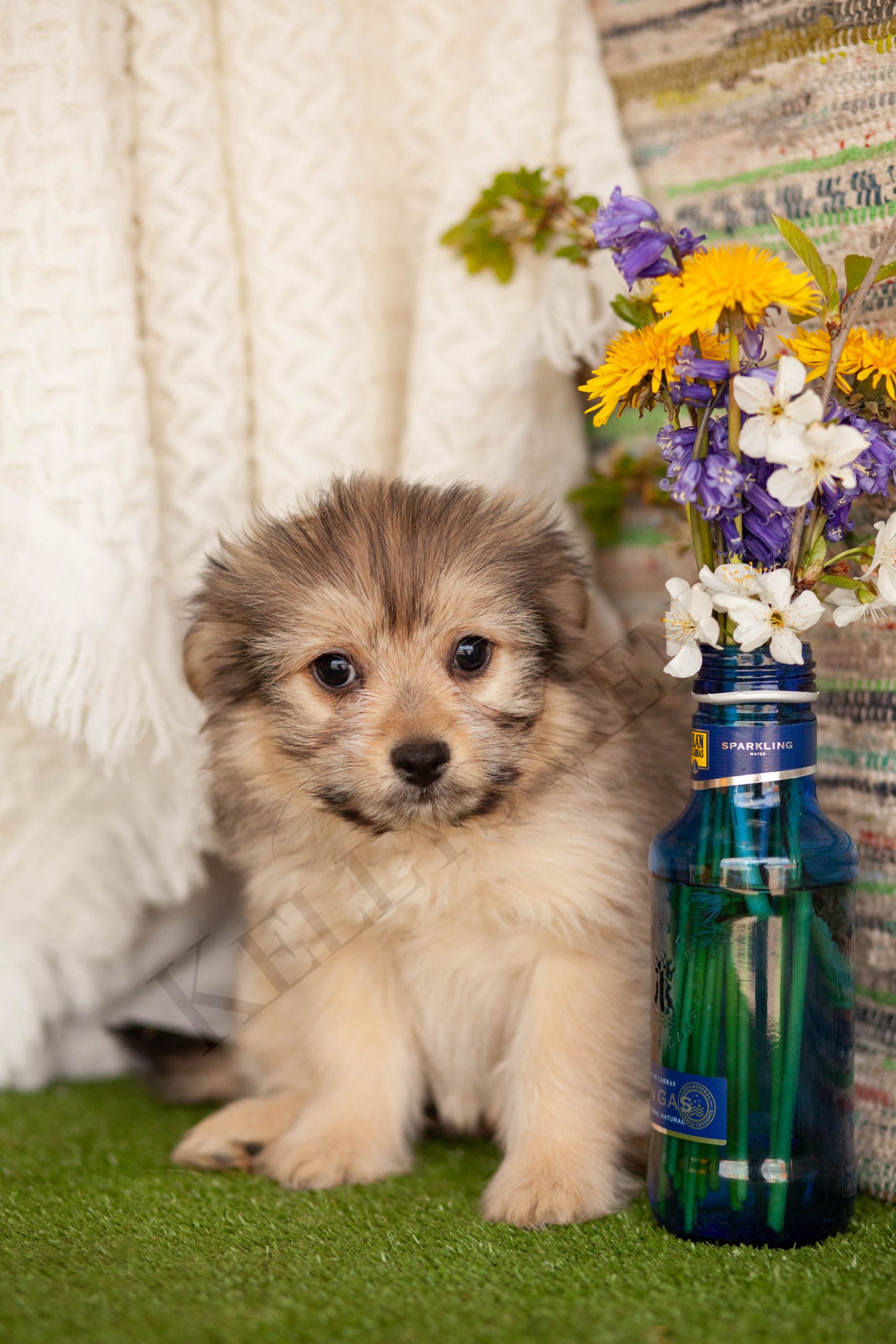 Fabulous PomTese – Kellys Kennels