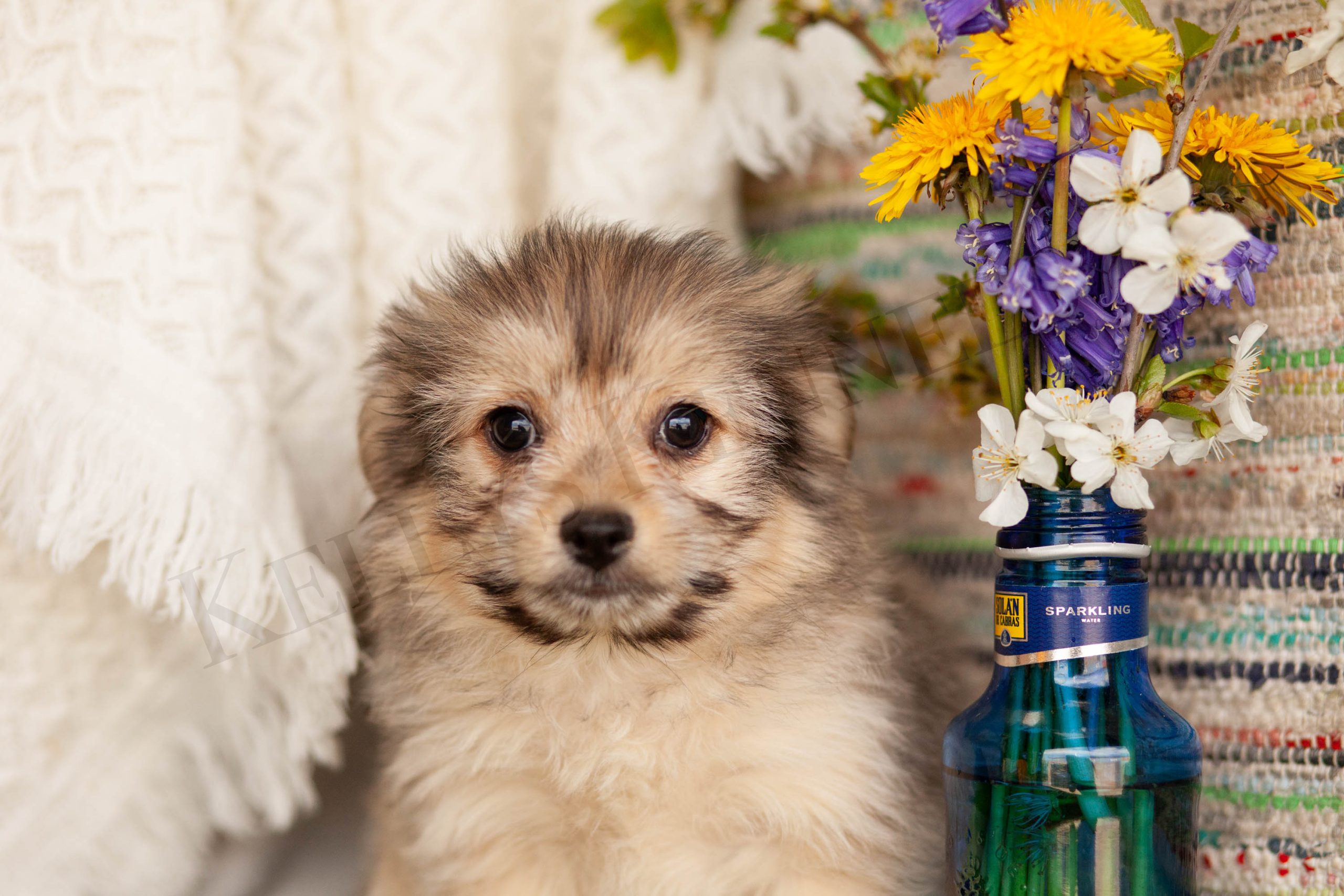 Fabulous PomTese – Kellys Kennels