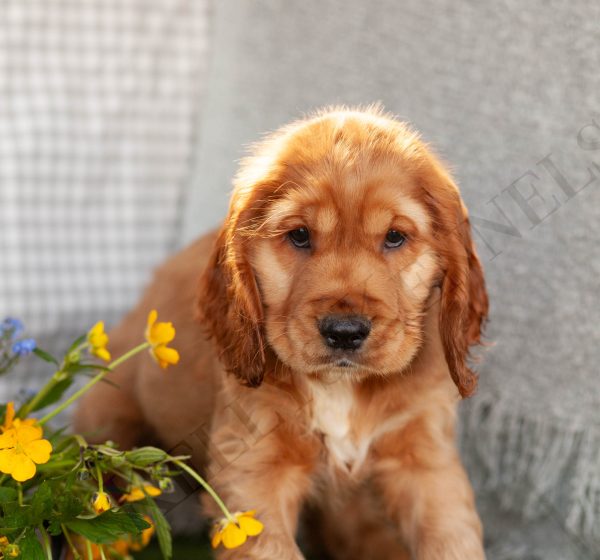 Cocker Spaniels – Kellys Kennels