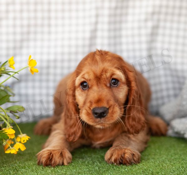 Purebred Pups – Kellys Kennels
