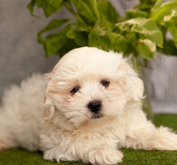 Incredible ShiPoos – Kellys Kennels