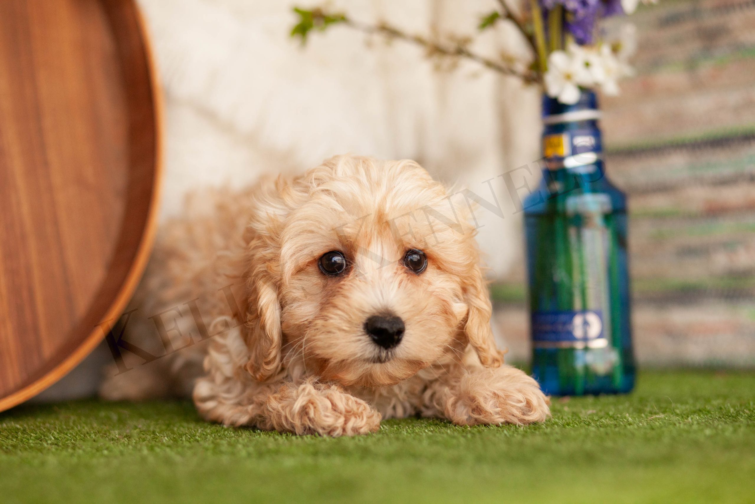 Unique CavaPooChons – Kellys Kennels
