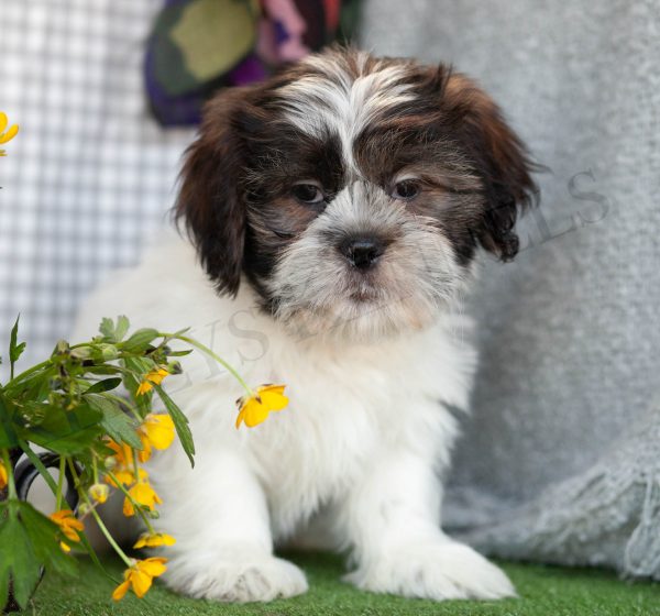 Cross Breed Pups – Kellys Kennels