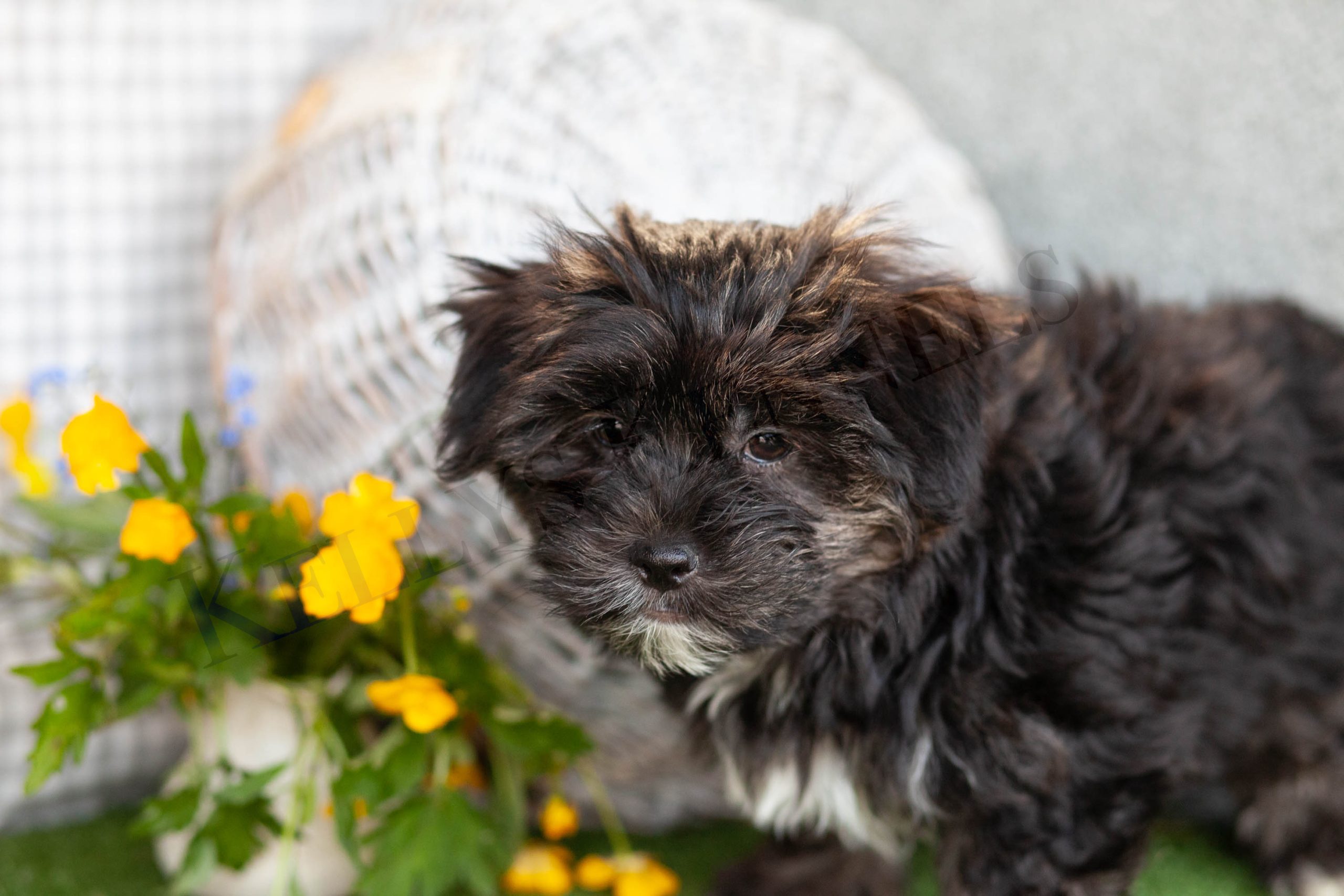Incredible Morkies – Kellys Kennels