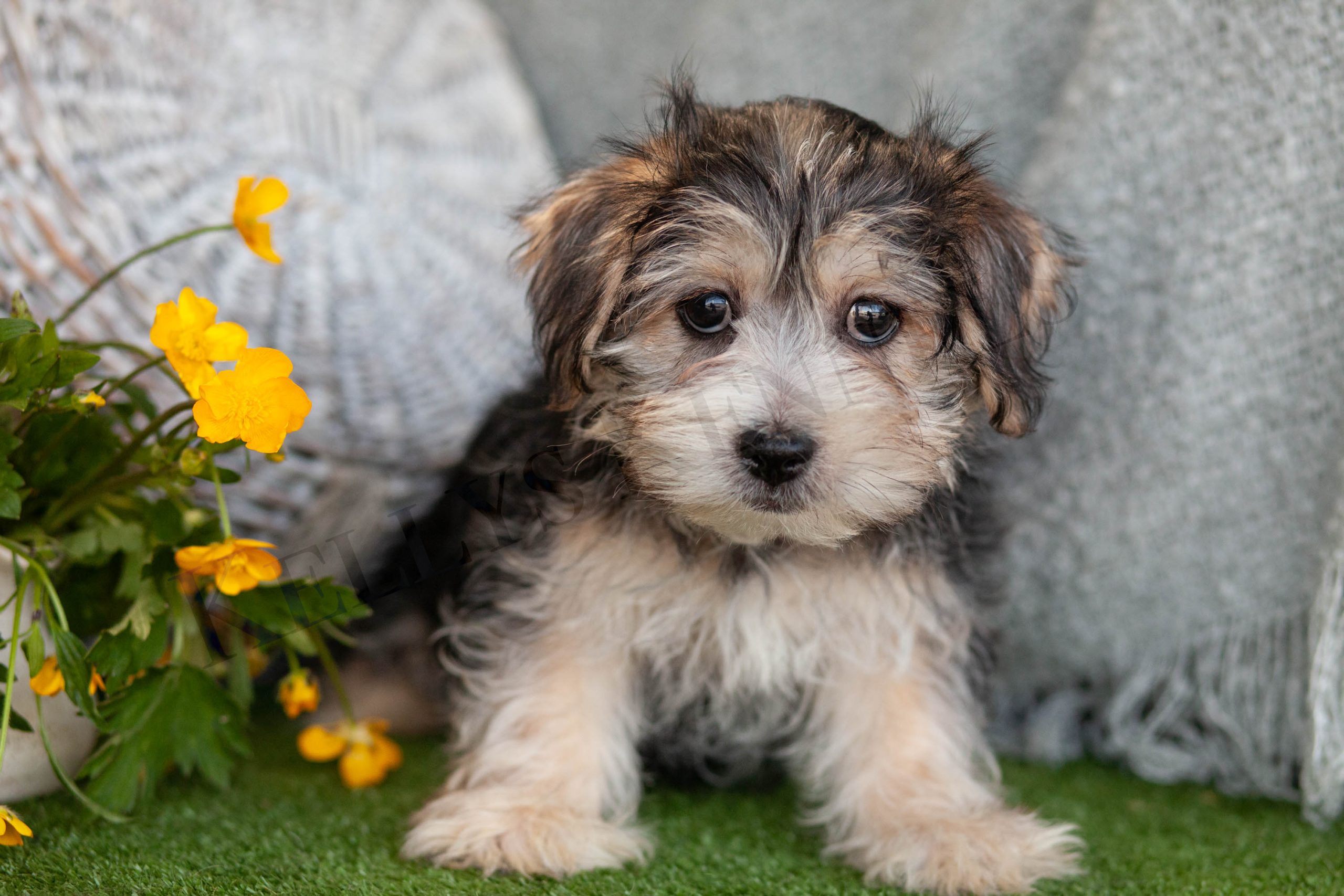 Incredible Morkies – Kellys Kennels