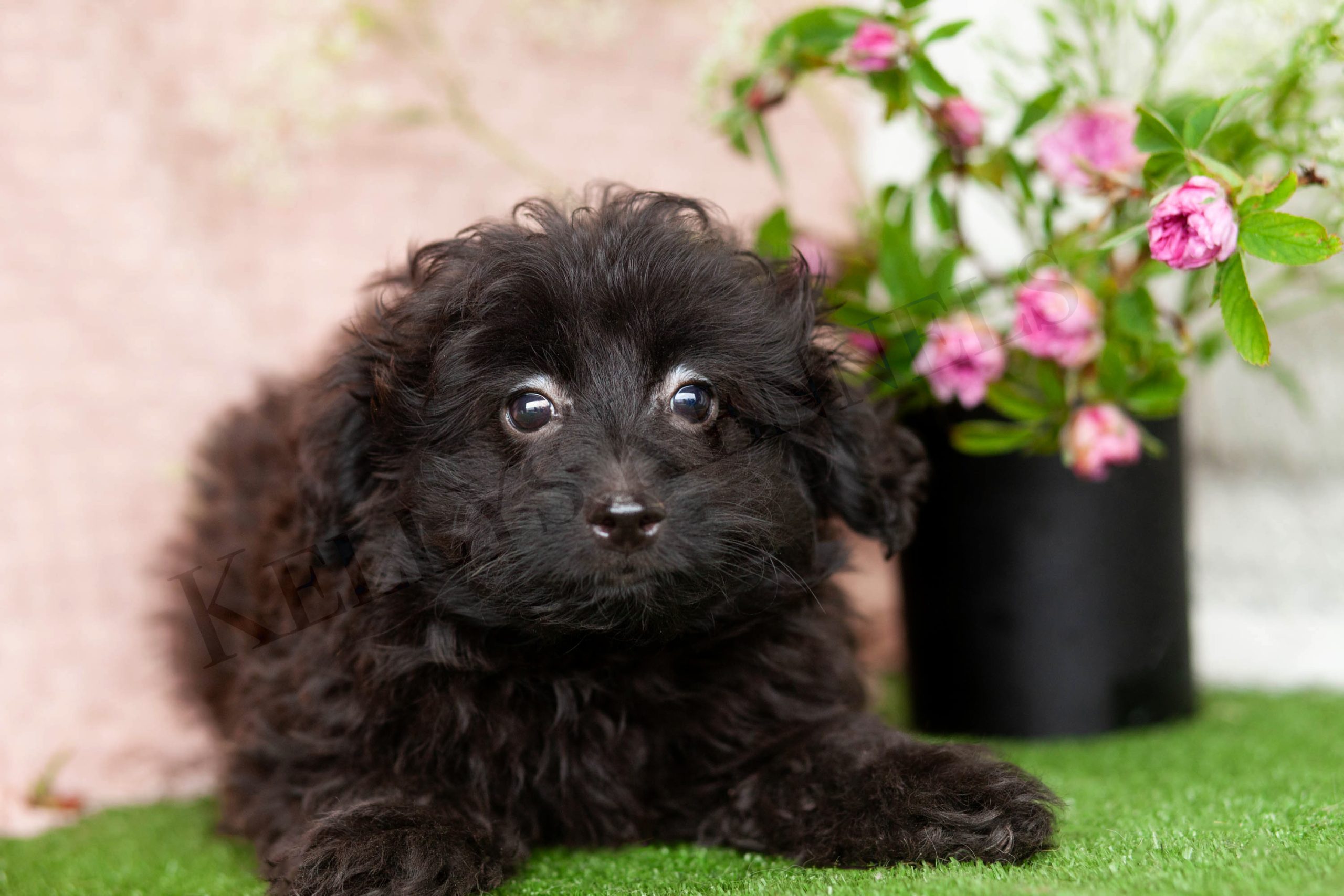 Gorgeous Poma-Poos – Kellys Kennels