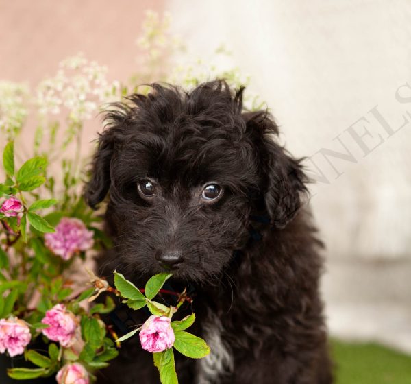 Gorgeous Poma-Poos – Kellys Kennels